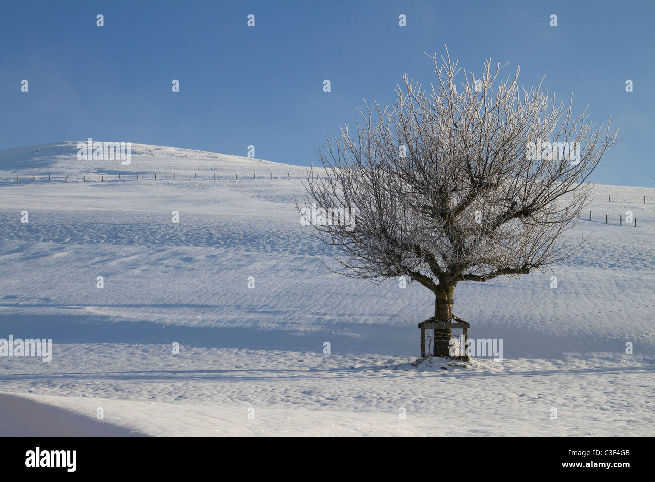 Winter Landscape, hill and snow covered tree Stock Photo - Alamy
