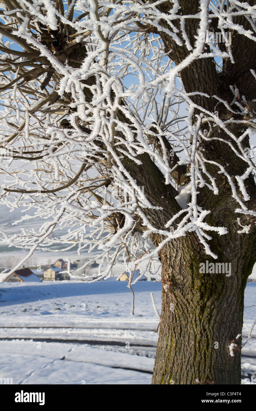 Winter Landscape, tree covered in frost Stock Photo - Alamy