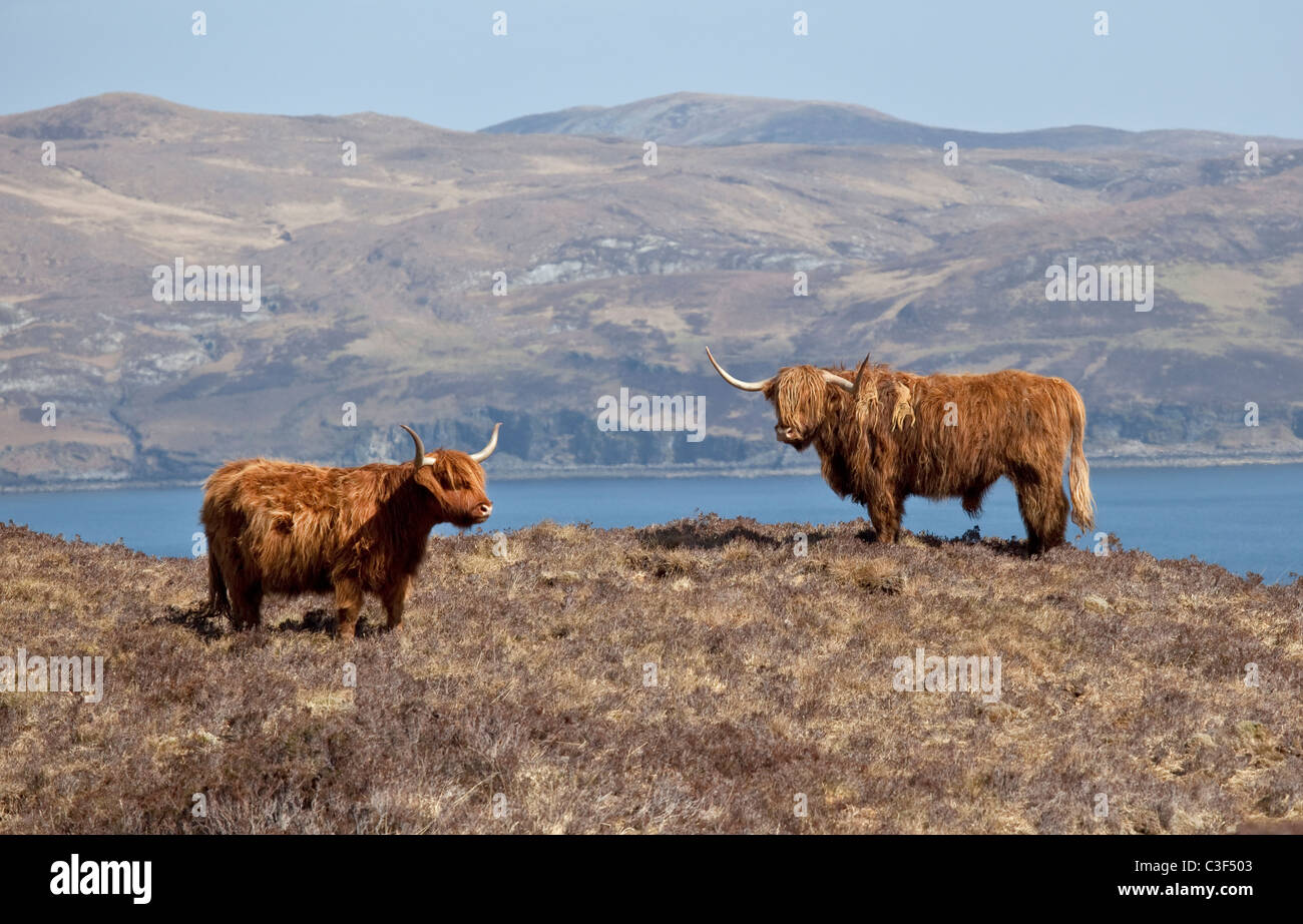 Two Highland Cattle Stock Photo - Alamy