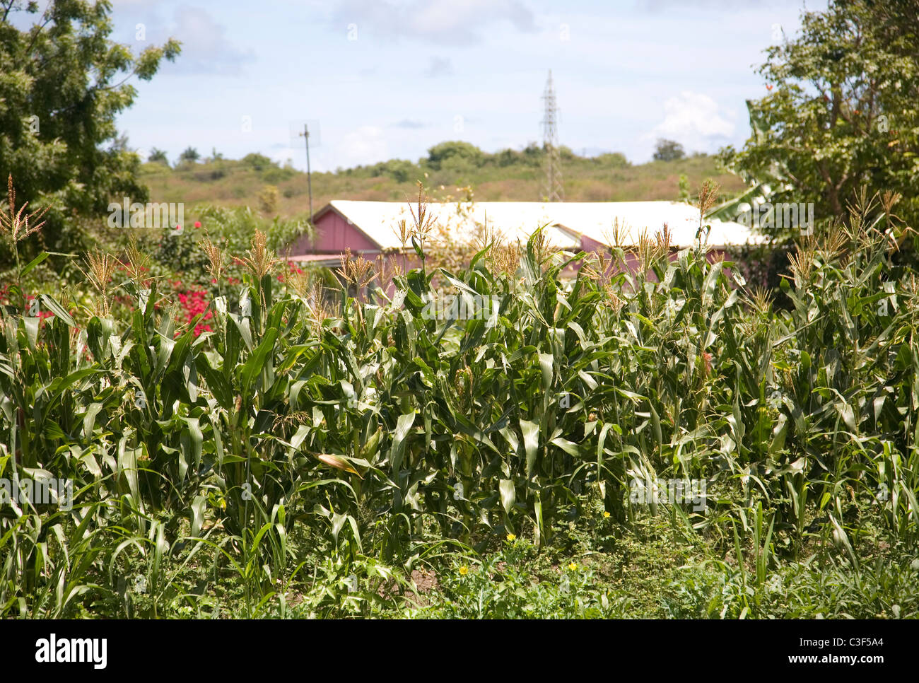 Maize crop caribbean hi-res stock photography and images - Alamy