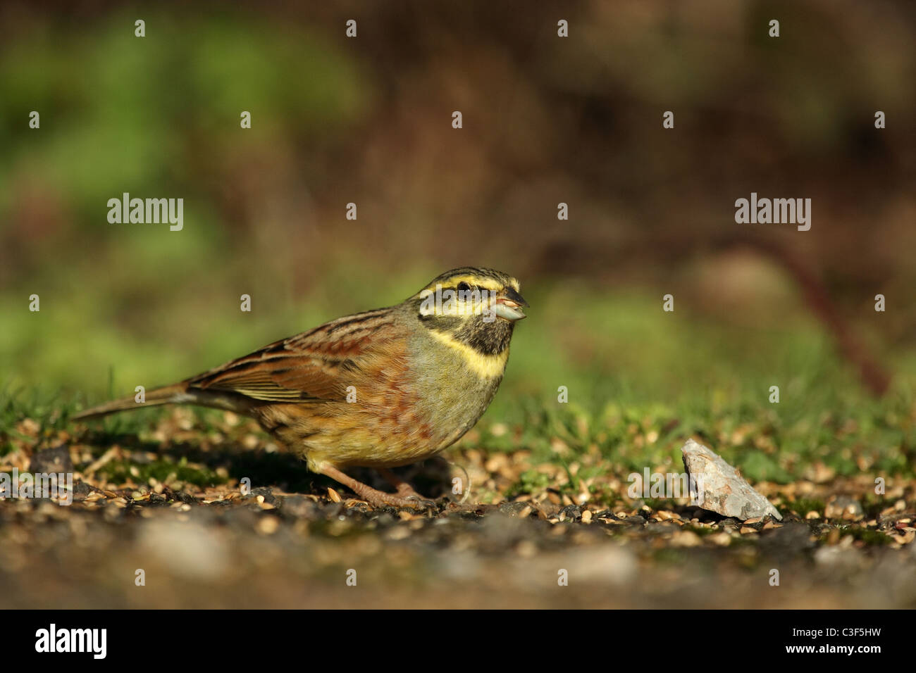 Ground feeding birds hi-res stock photography and images - Alamy
