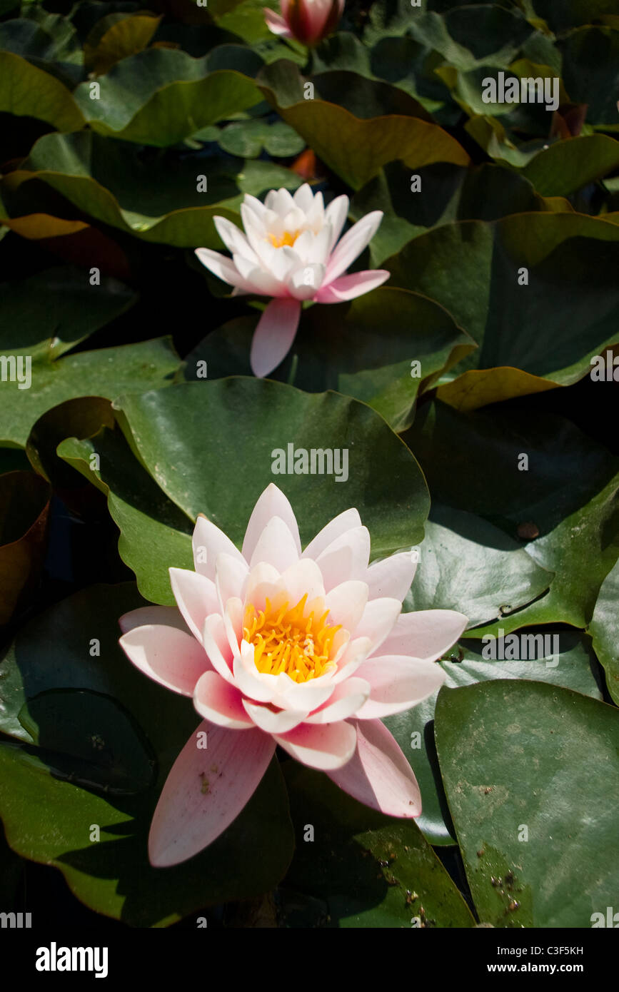 Water Lilies Lily Florence Italy Firenze Stock Photo - Alamy