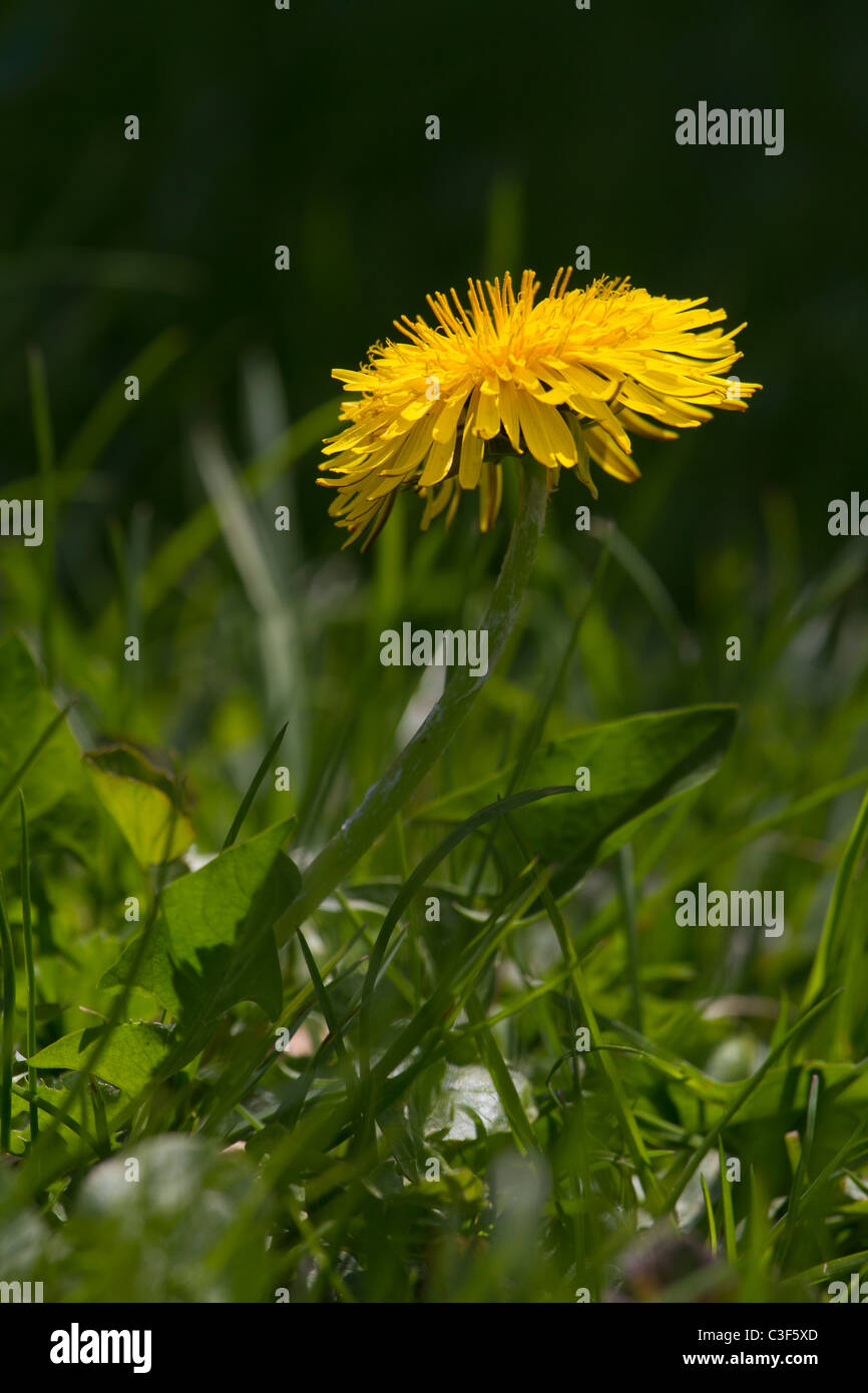 Dandelion leave hi-res stock photography and images - Alamy