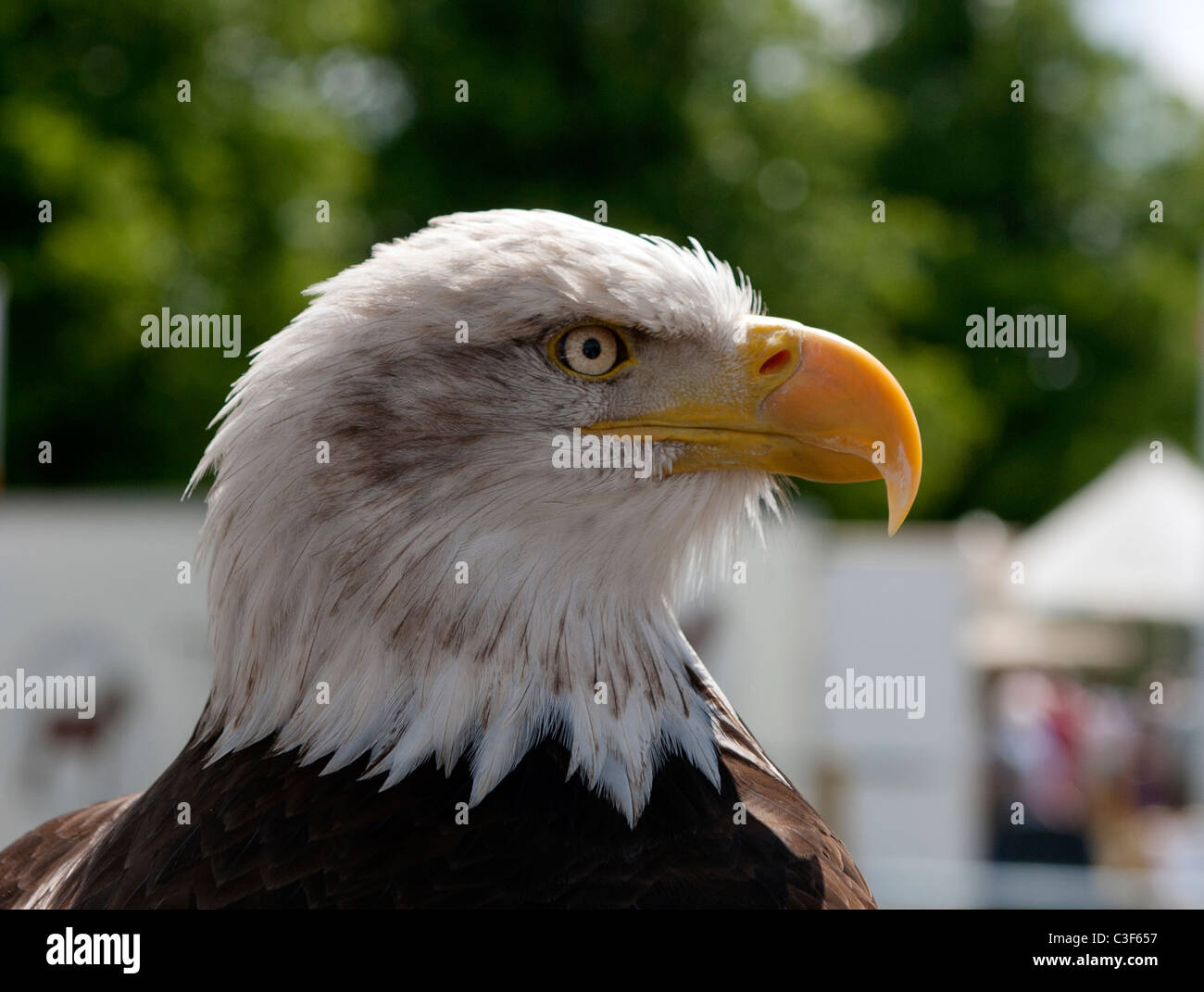South Suffolk Show held at Ampton north of Bury St Edmunds,England. 8-5 ...
