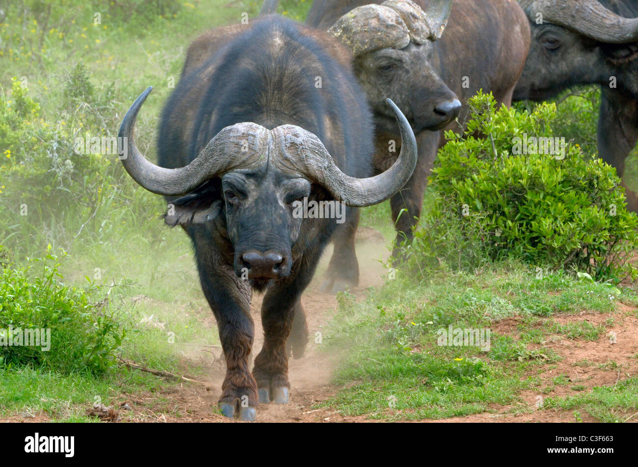 Bull Dust High Resolution Stock Photography and Images - Alamy