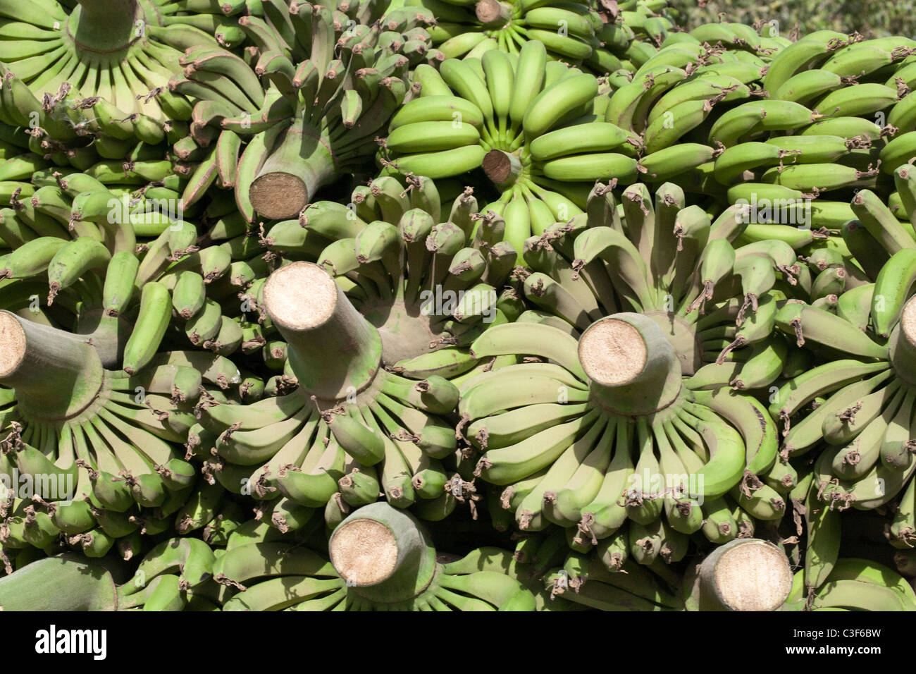 Piles of freshly cut banana tree branches full of banana bunches ready ...