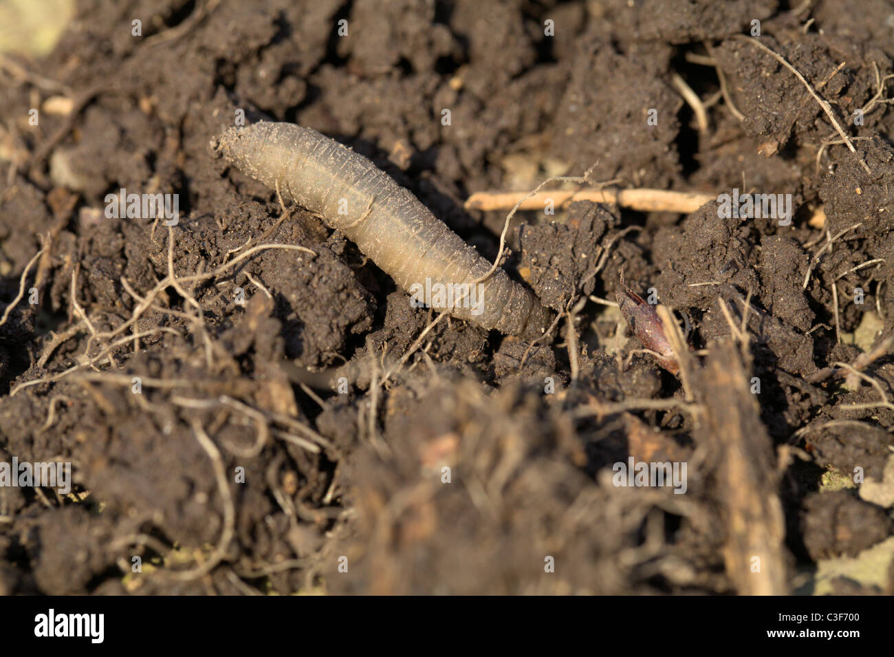 Tipula larva hi-res stock photography and images - Alamy
