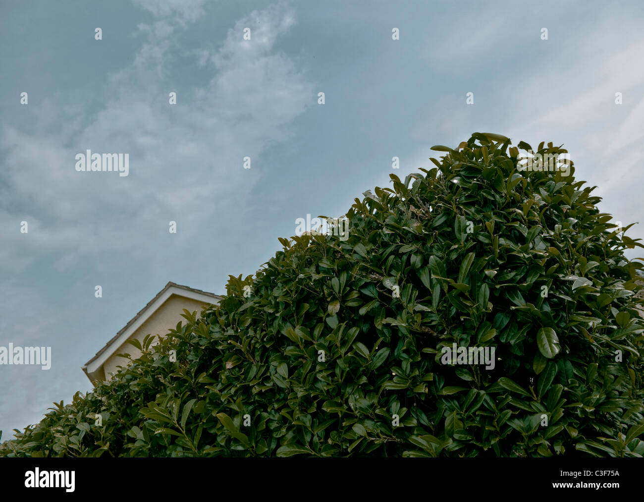 House cloud and bush with space for text Stock Photo - Alamy