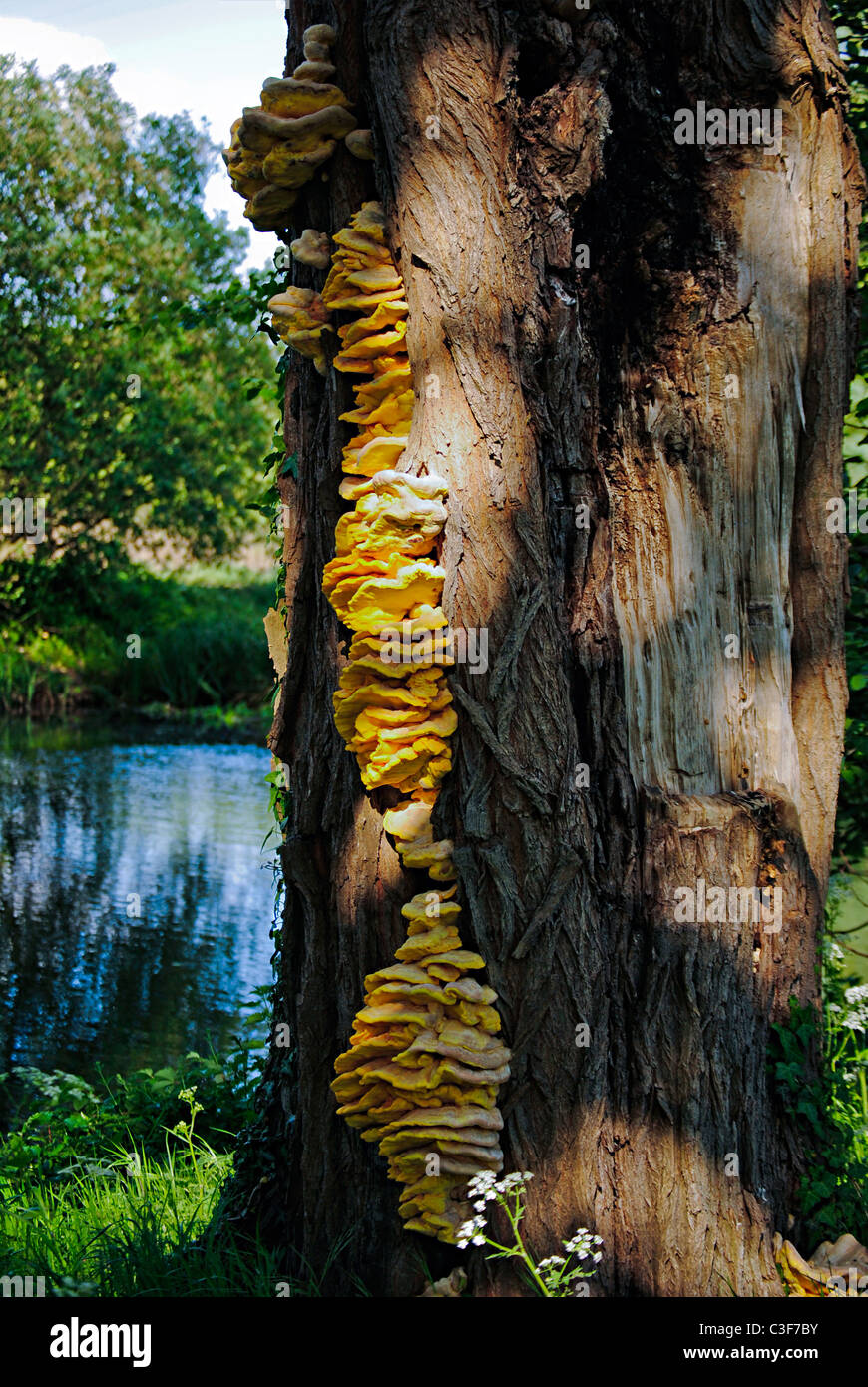 fungi on tree Stock Photo - Alamy