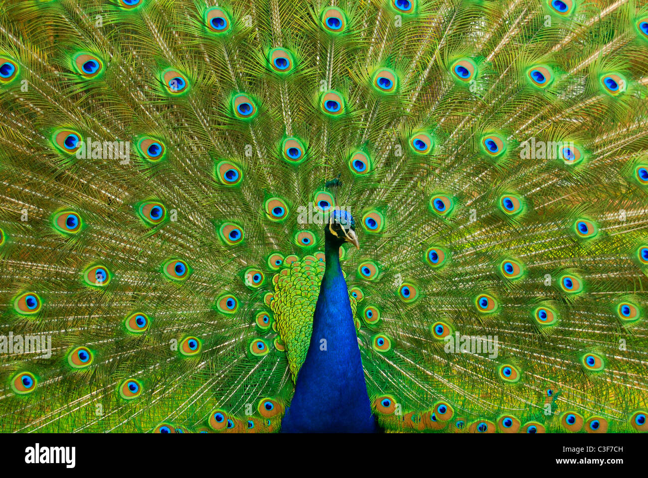 Peacock in full bloom Stock Photo - Alamy