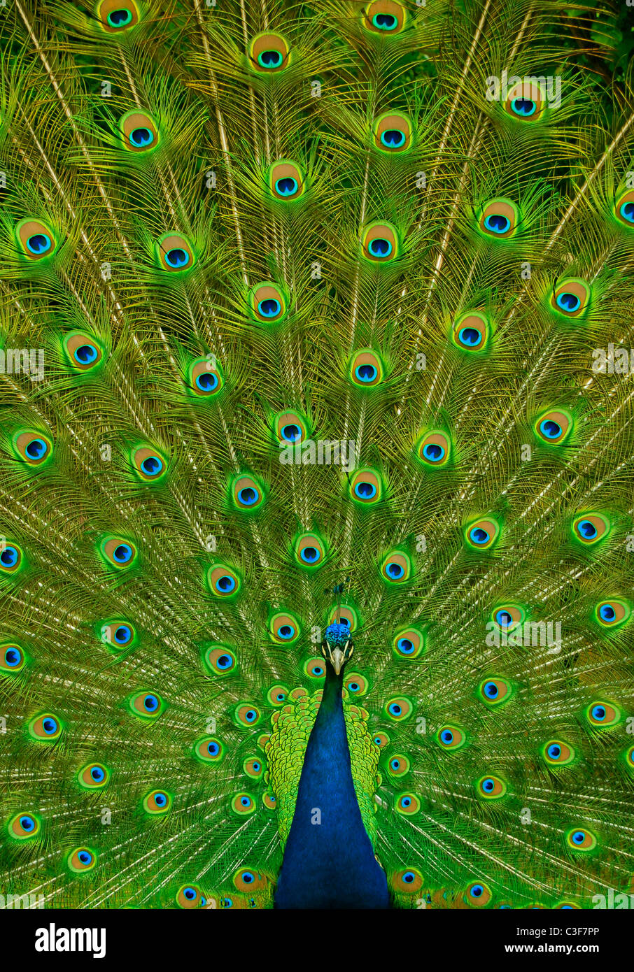 Peacock in full bloom Stock Photo - Alamy