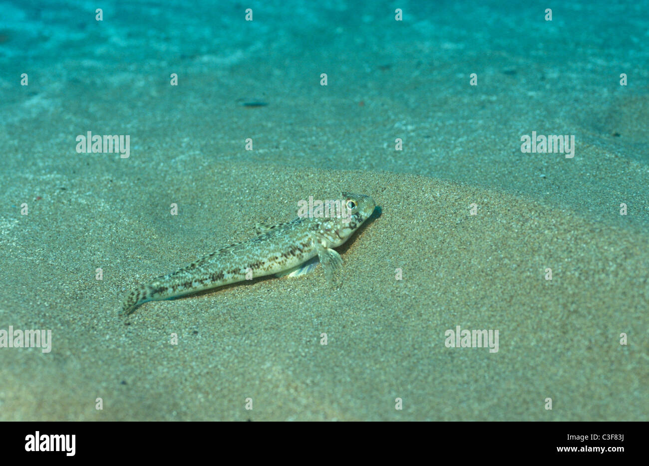 Black goby gobius niger hi-res stock photography and images - Alamy