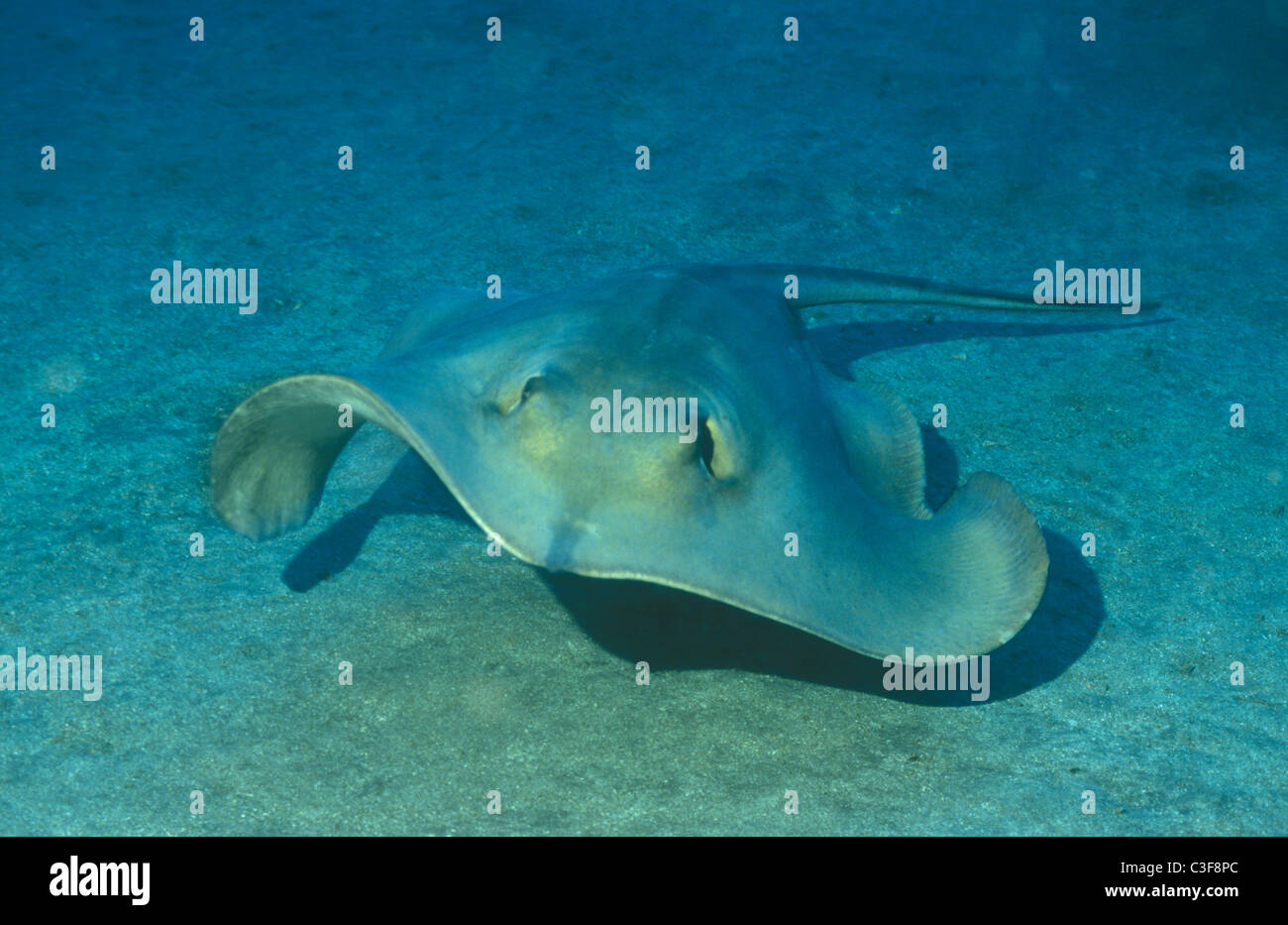 Common stingray (Dasyastis pastinaca) swimming on sandy bottom Stock ...