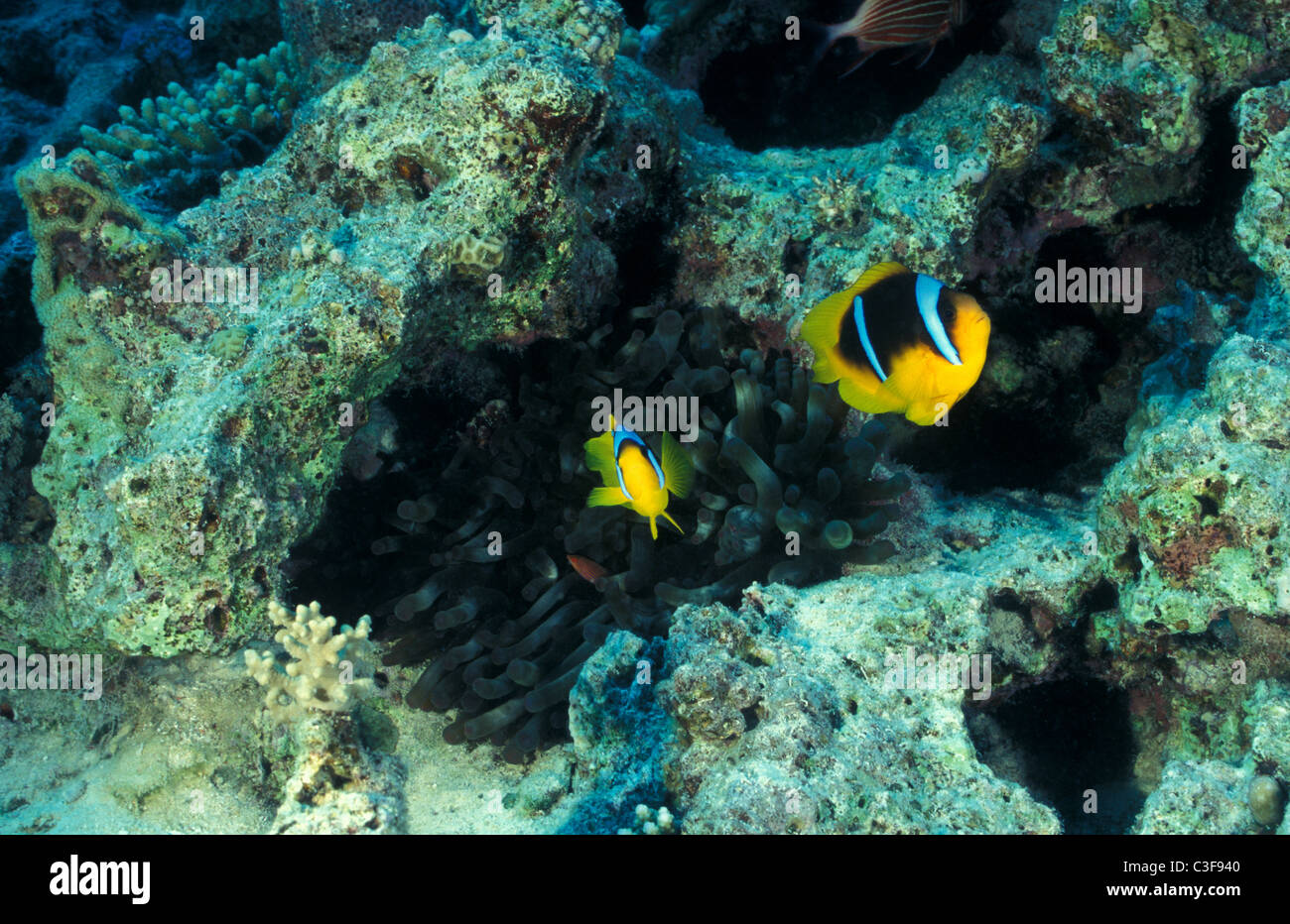 Twoband anemonefish - Two-banded clown-fish (Amphiprion bicinctus) Pair ...
