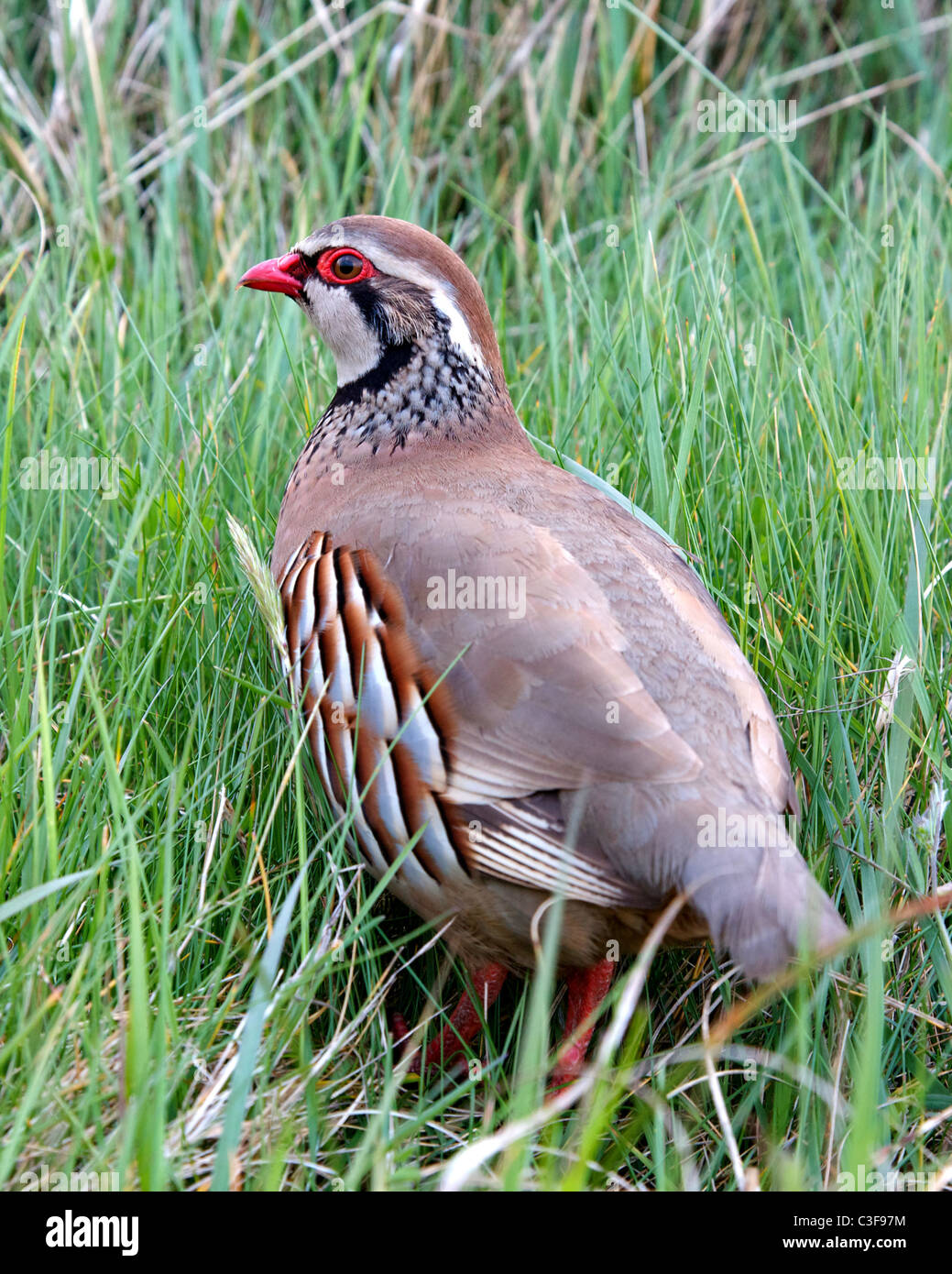Red Legged Partridge High Resolution Stock Photography and Images - Alamy
