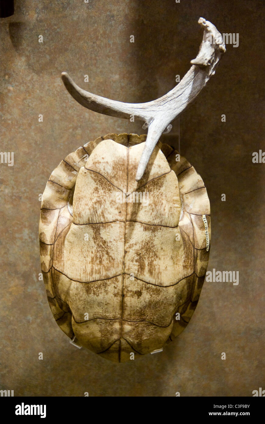 Indigenous musical instruments hi-res stock photography and images - Alamy