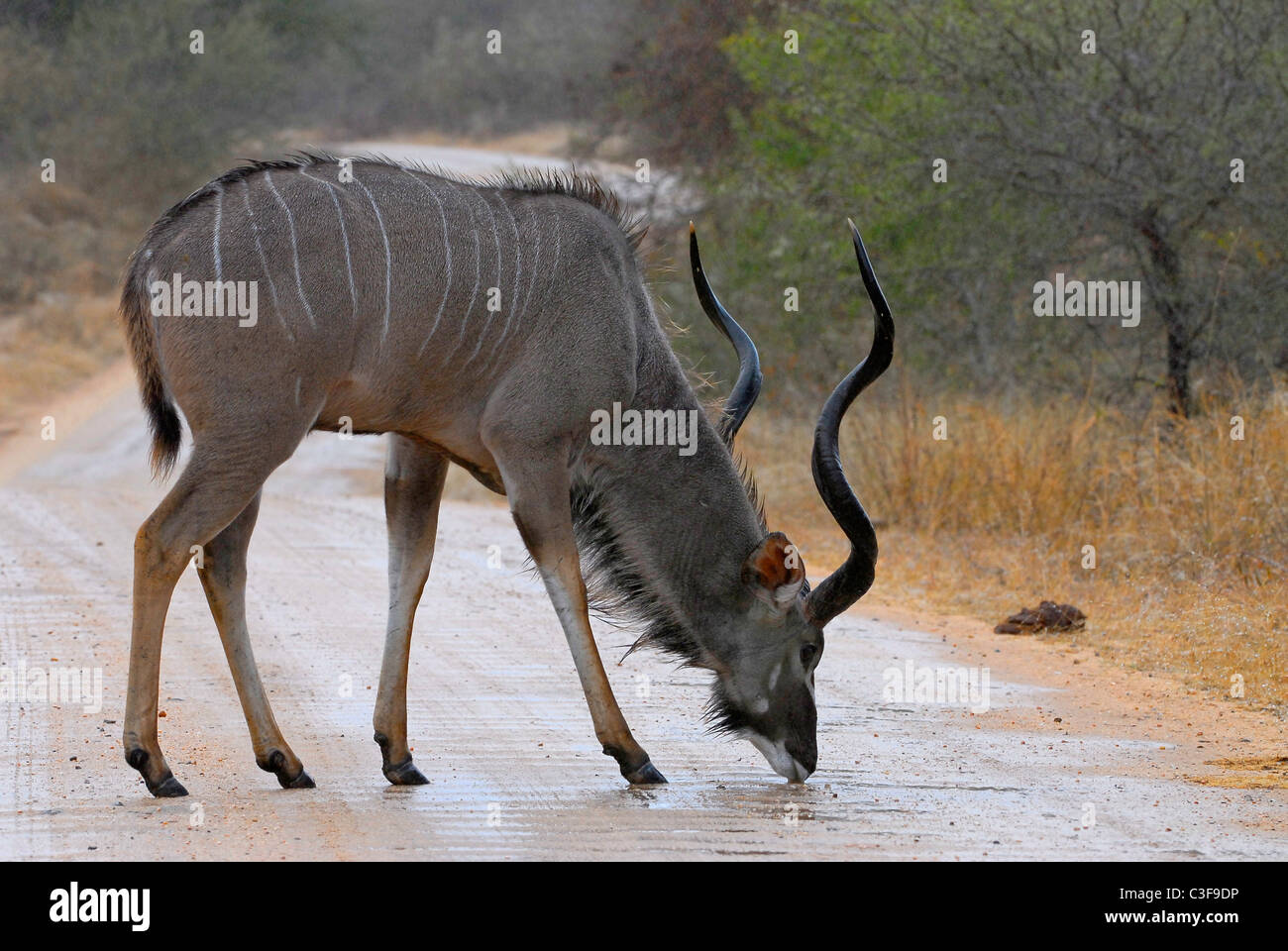 Game viewing in the Kruger Park in South Africa is affordable and easy ...