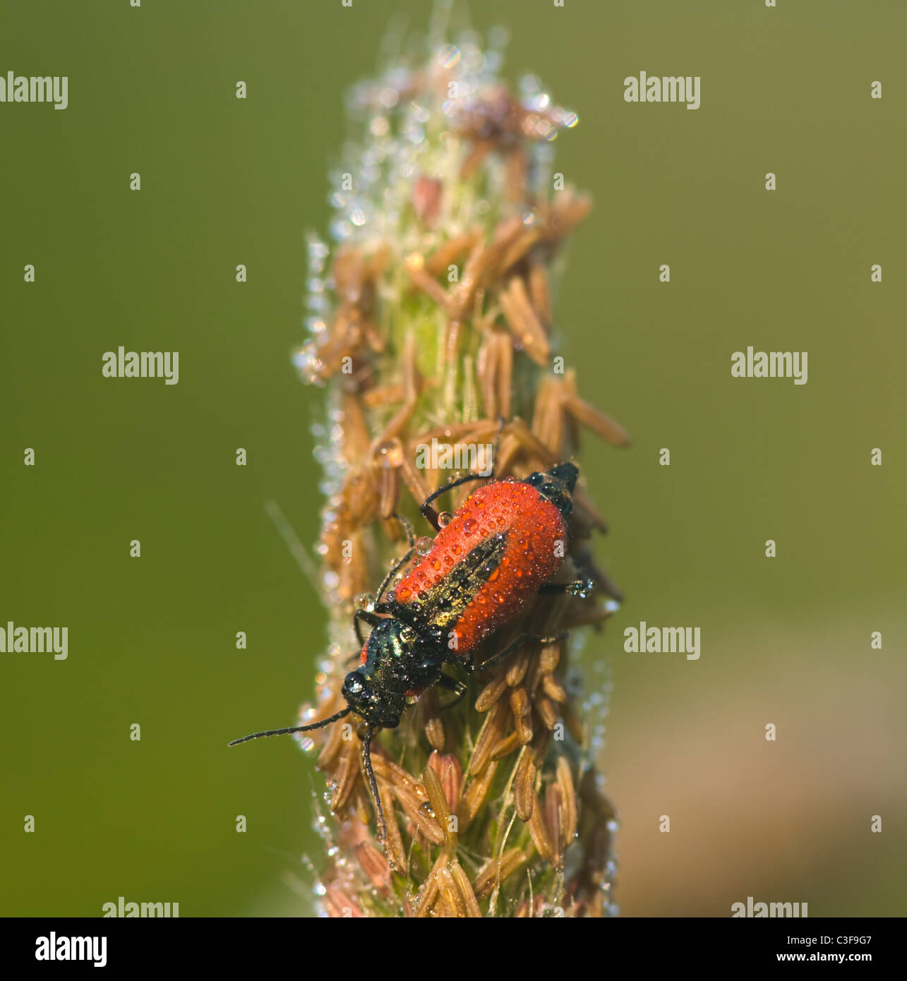 Soft beetles hi-res stock photography and images - Alamy