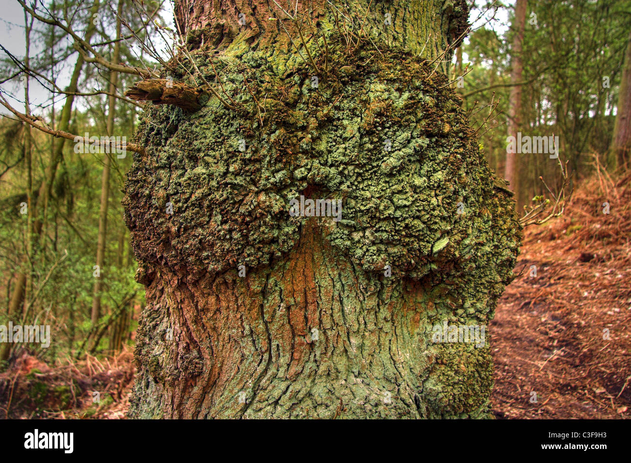 Gnarled tree trunk, The Edge, Alderley Edge, Cheshire, England, UK ...