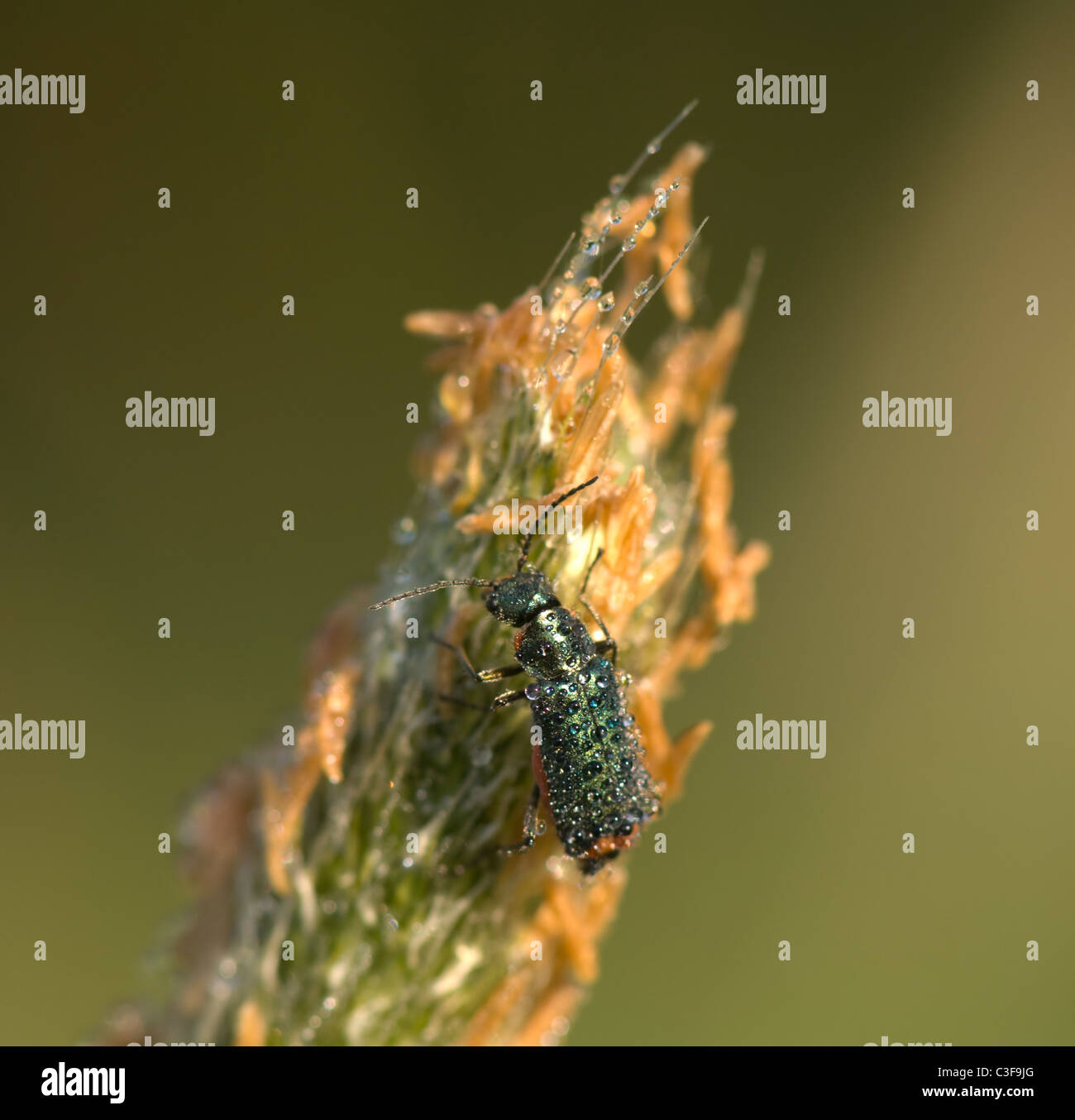 Soft-Winged Flower Beetle (Malachius bipustulatus), France Stock Photo ...