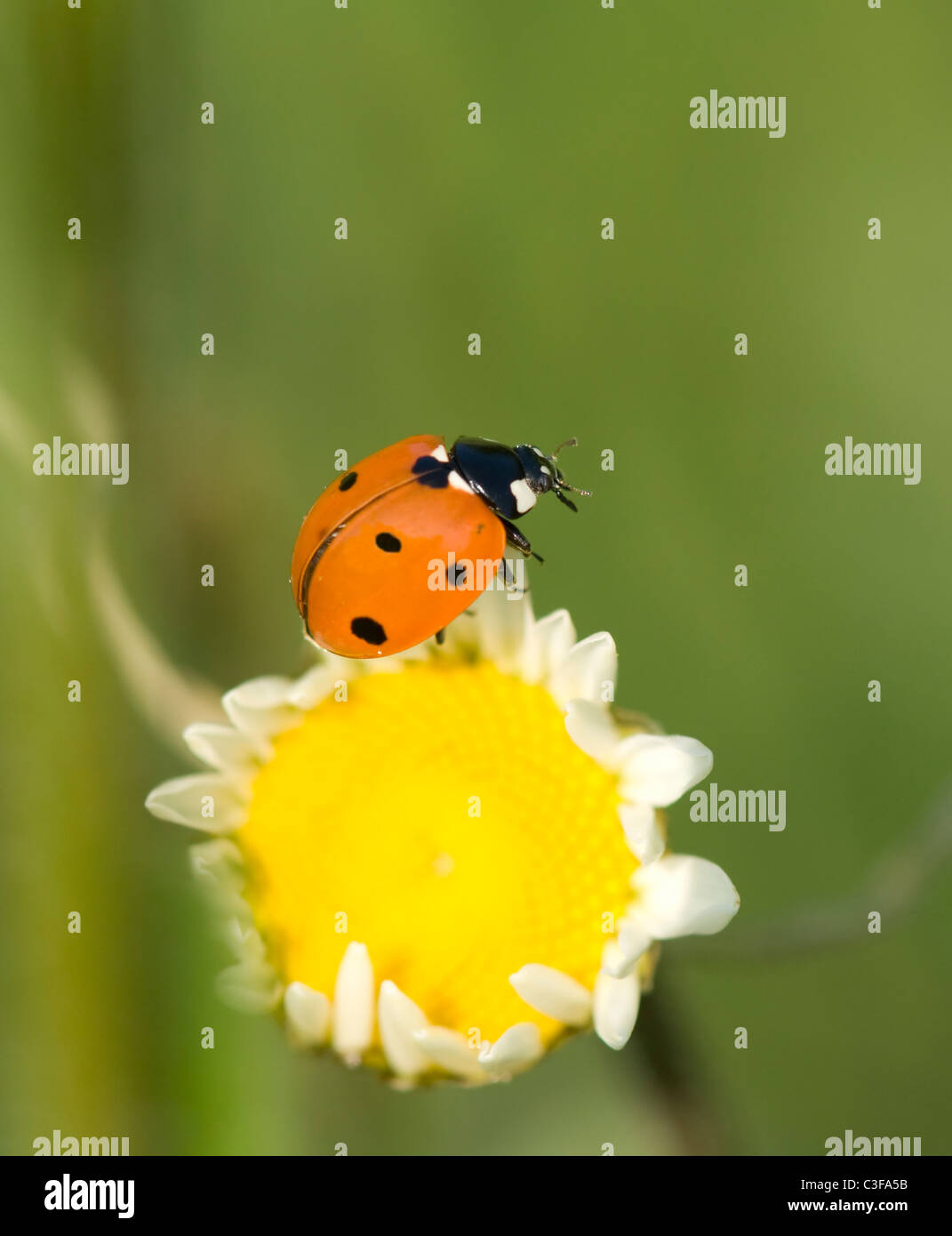 Coccinella septempunctata hi-res stock photography and images - Alamy