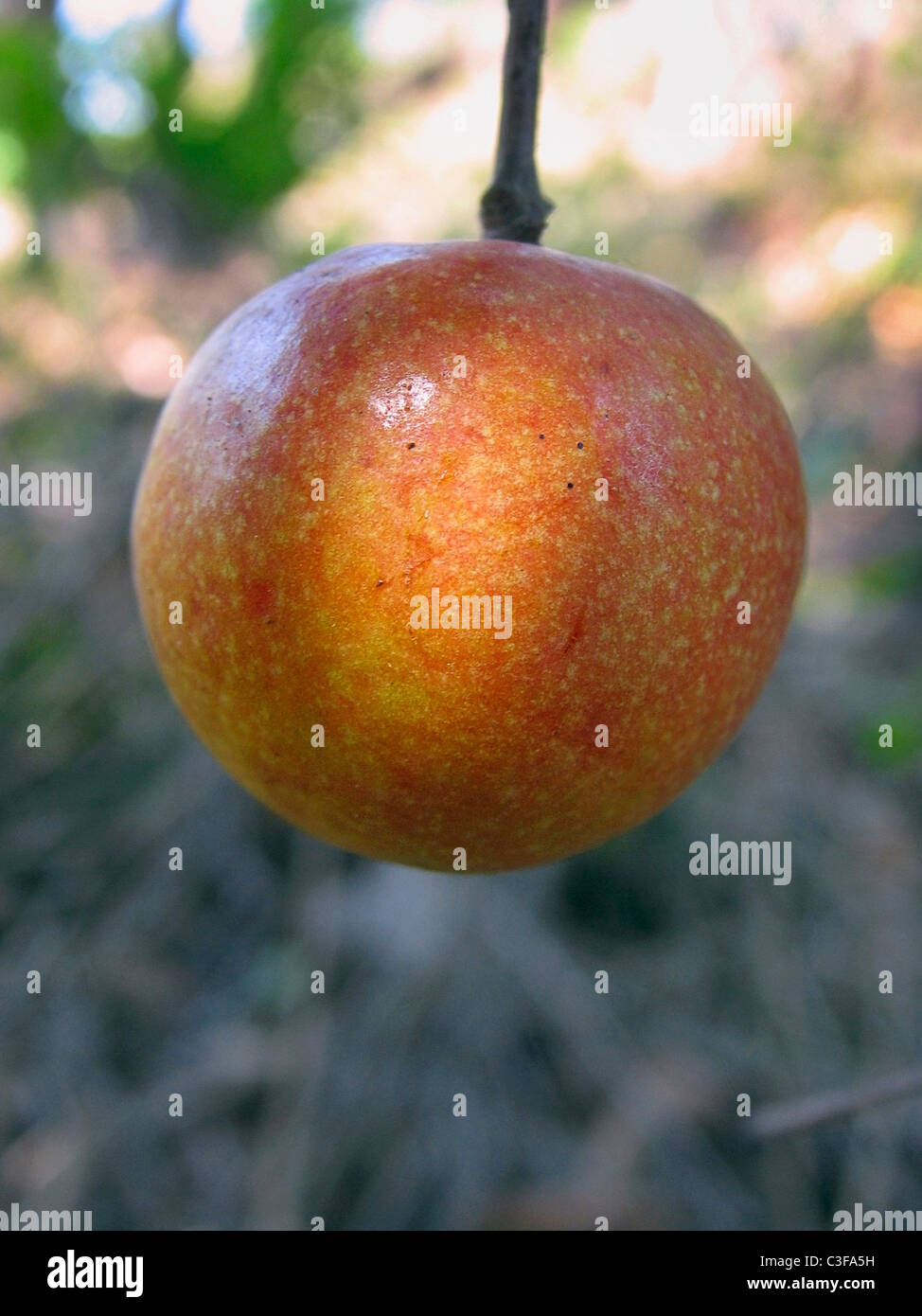 Kokam hi-res stock photography and images - Alamy