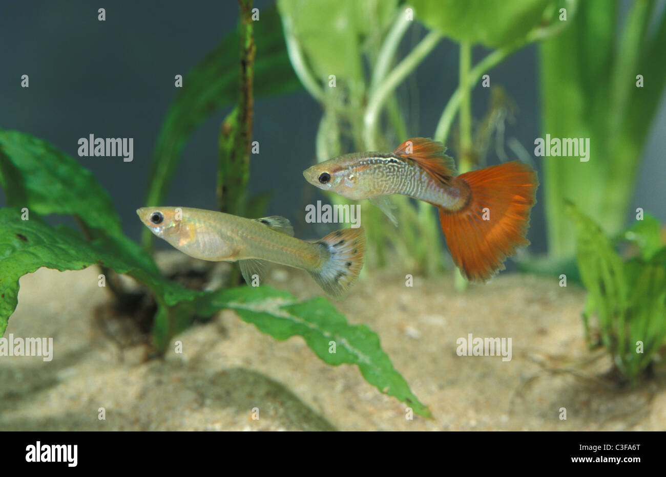 Guppy - Millionfish (Poecilia reticulata) couple swimming in an ...