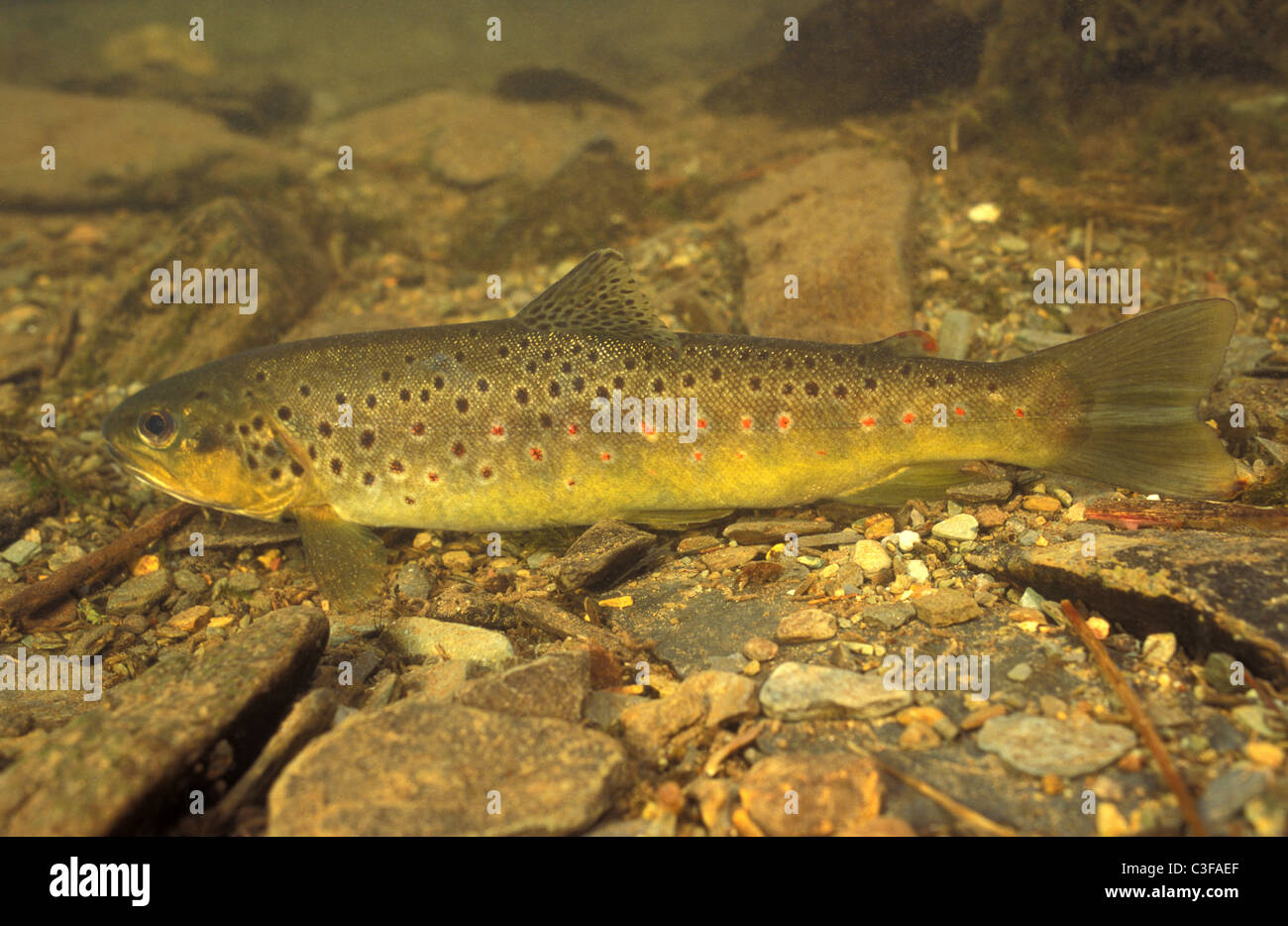 Trutta Morpha Trutta High Resolution Stock Photography and Images - Alamy