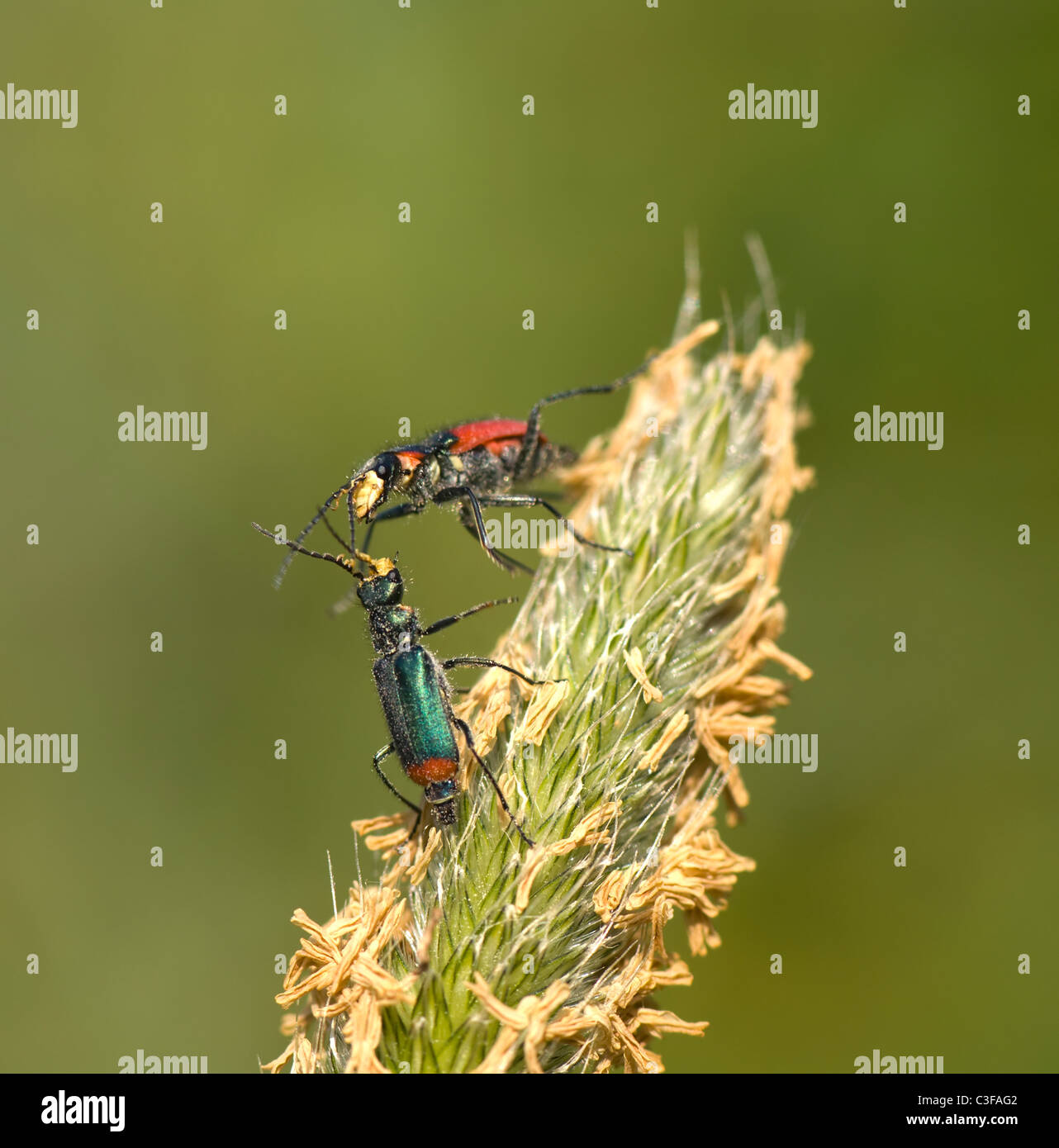 Soft-Winged Flower Beetles (Malachius bipustulatus) fighting, France ...
