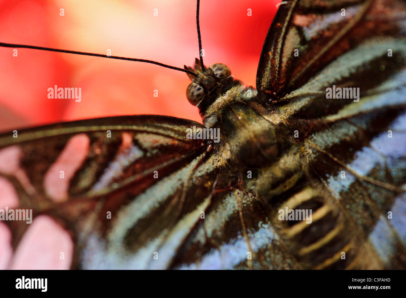 Blue Clipper Butterfly Stock Photo - Alamy
