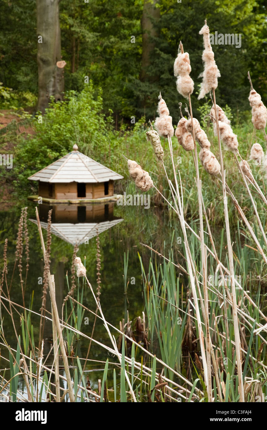 Duck and reeds hi-res stock photography and images - Alamy