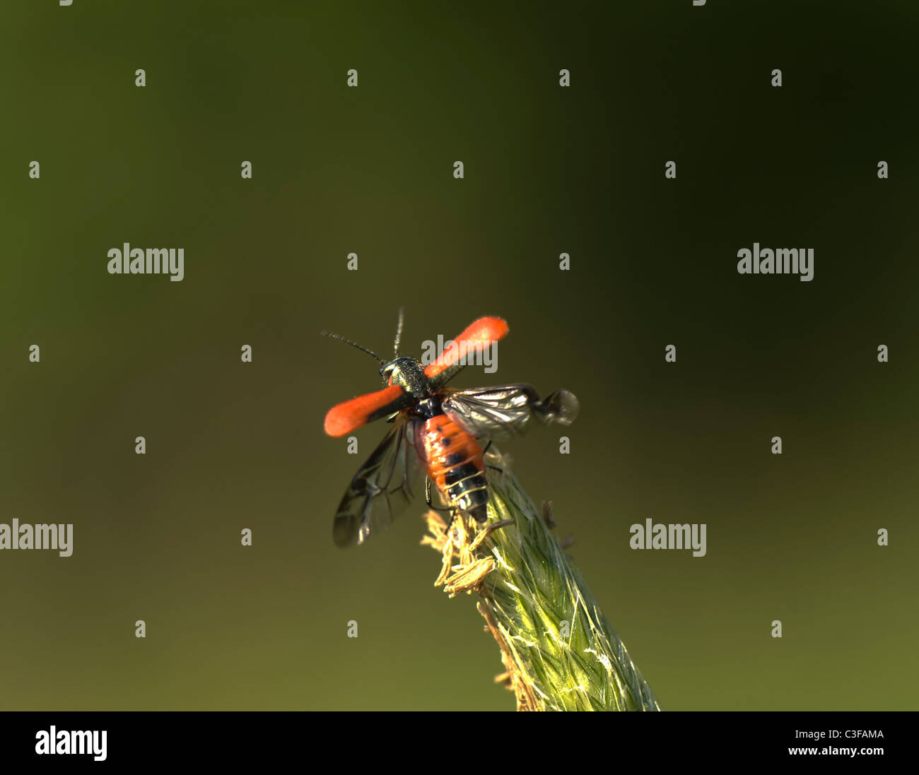 Soft-Winged Flower Beetle (Malachius aeneus), France Stock Photo - Alamy
