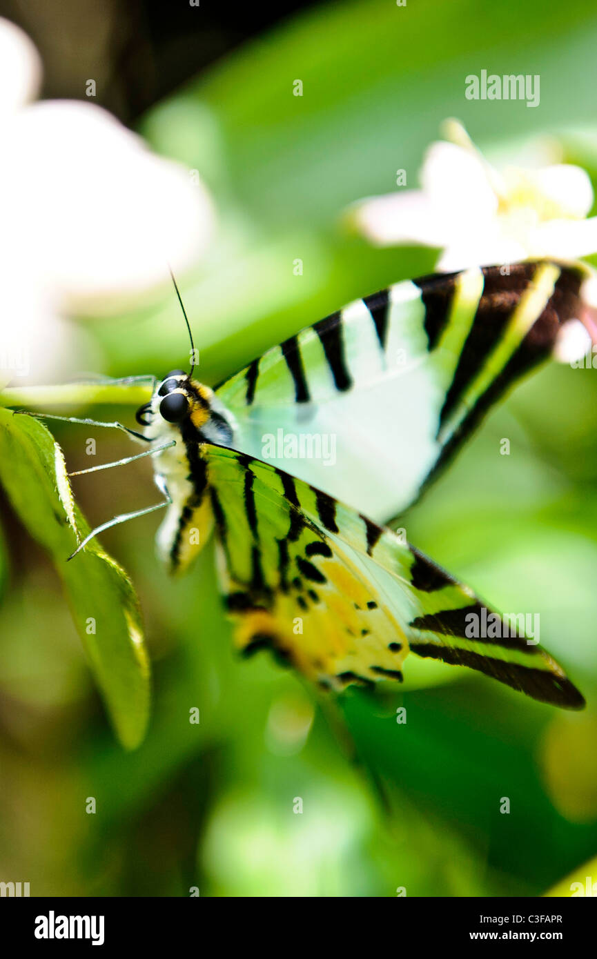 Tailed Jay Butterfly Stock Photo - Alamy
