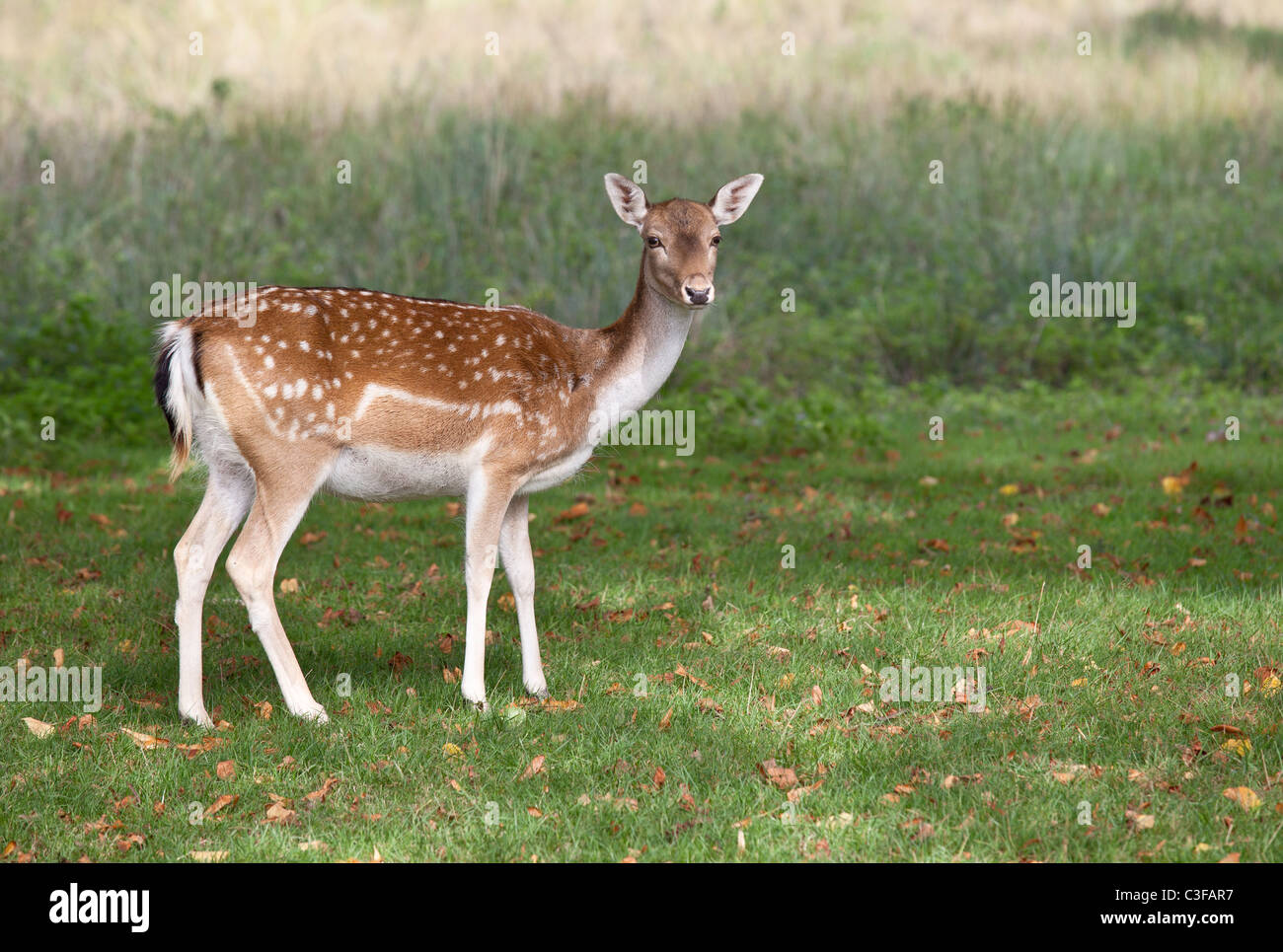 Female fallow deer doe hi-res stock photography and images - Alamy
