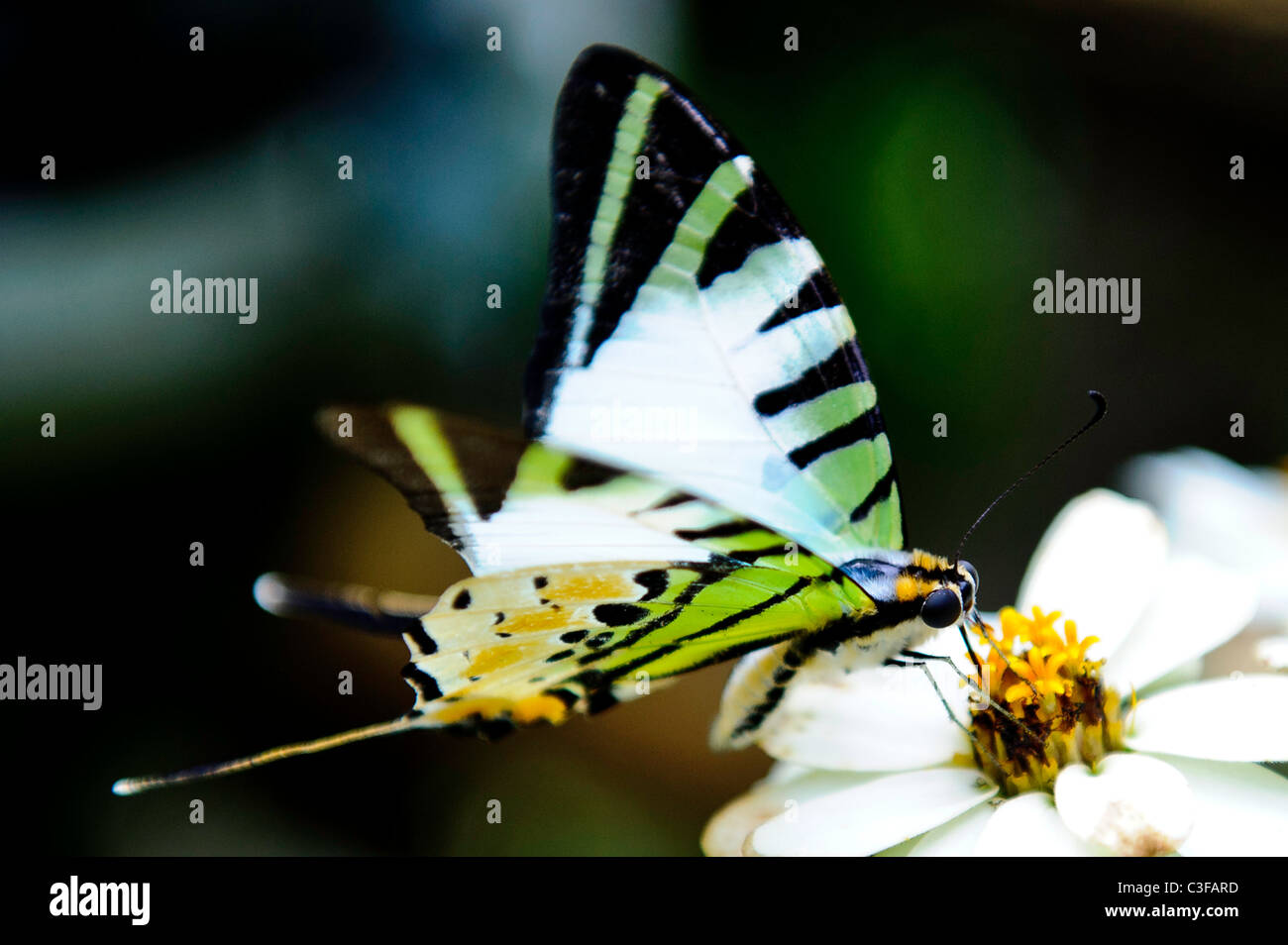 Tailed Jay Butterfly Stock Photo - Alamy