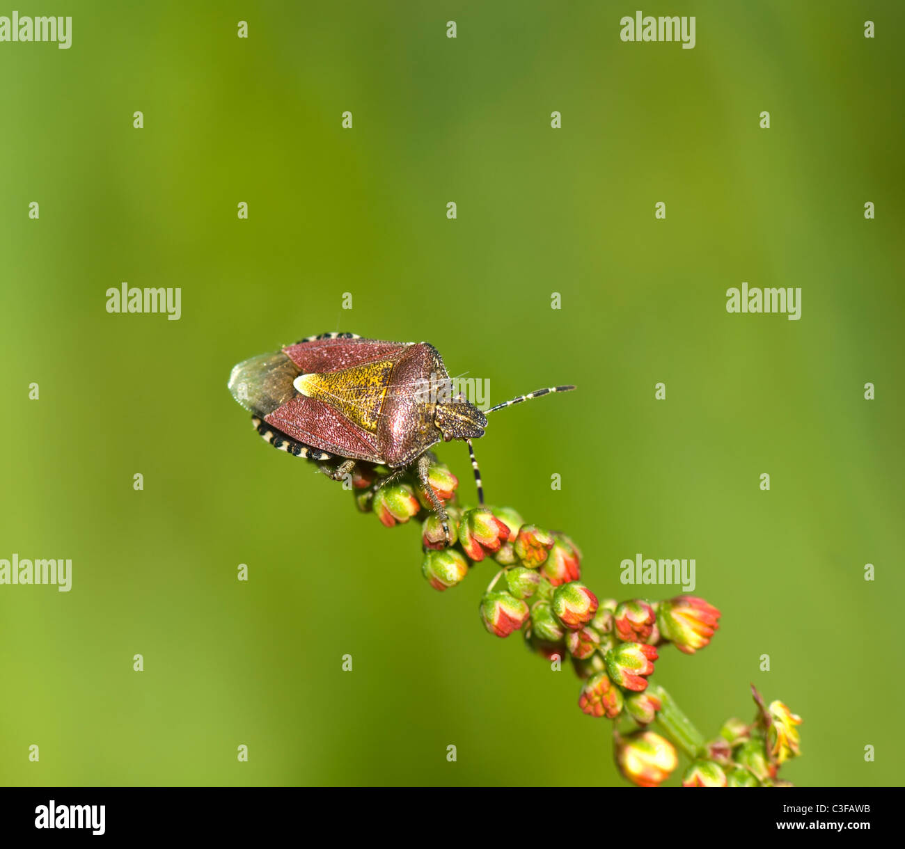 Sloe bug hi-res stock photography and images - Alamy