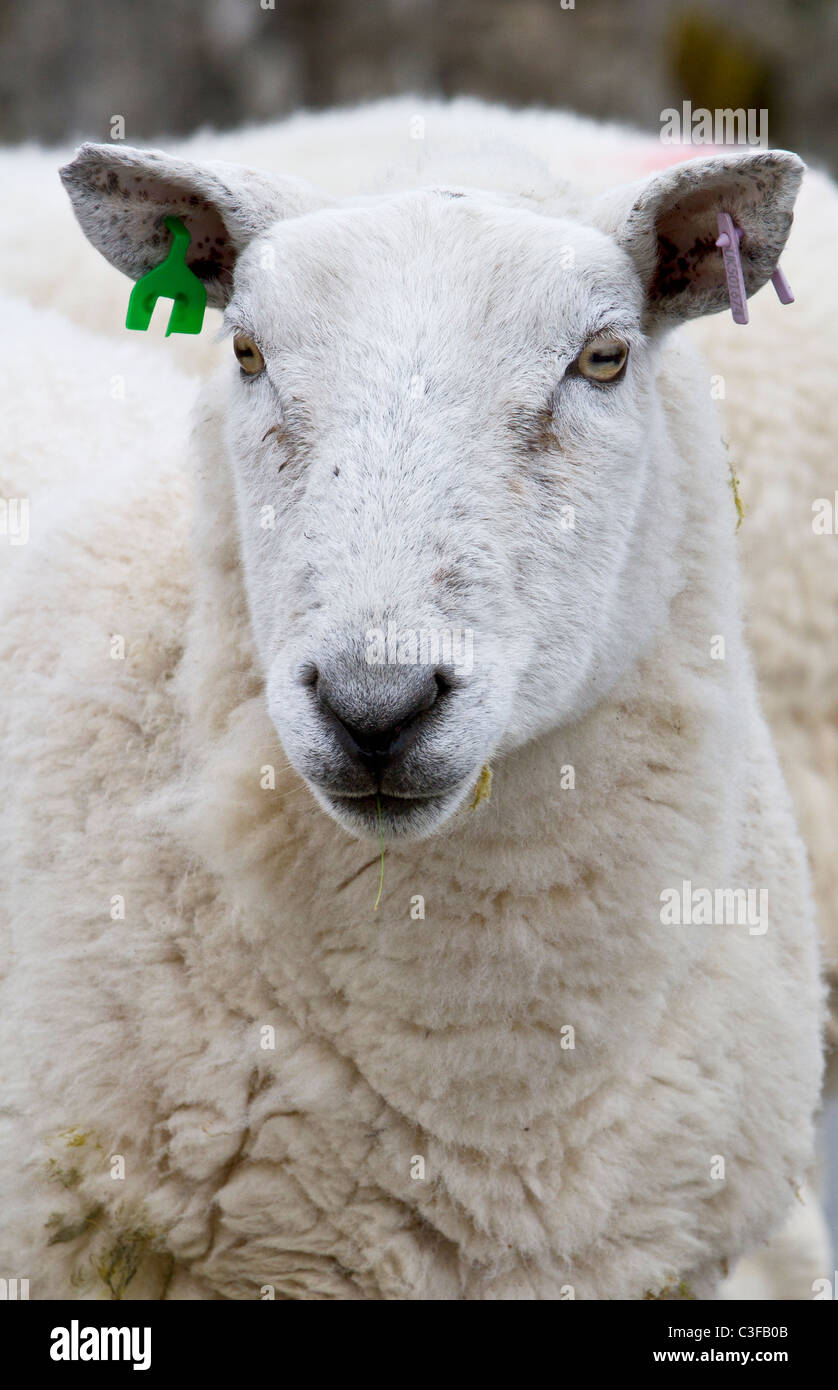 Cheviot sheep hi-res stock photography and images - Alamy