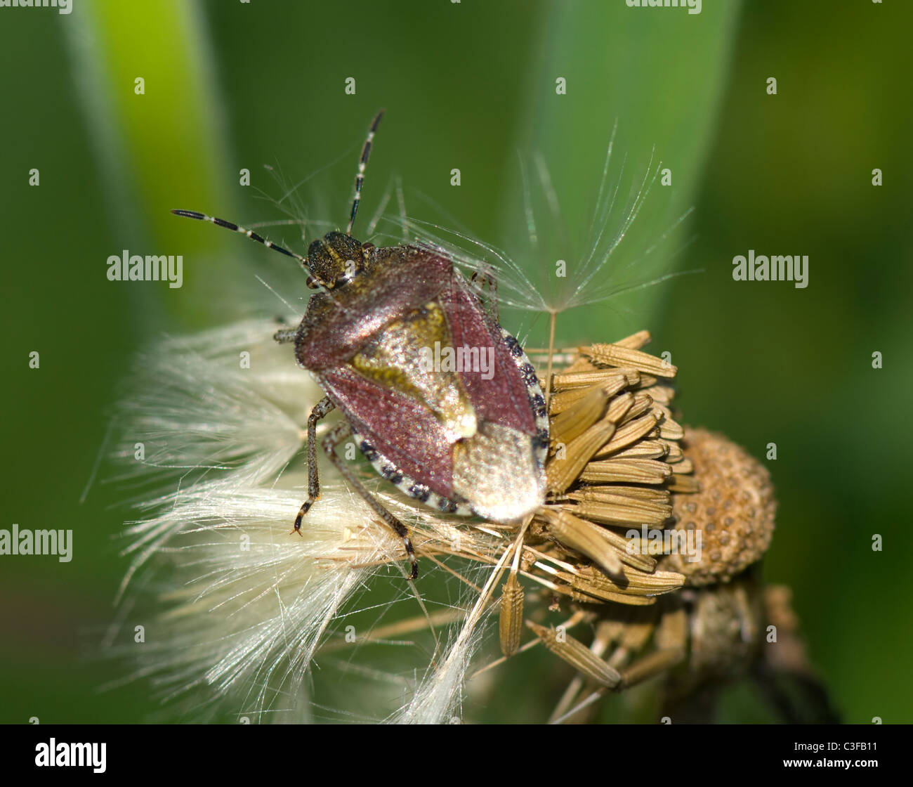 Sloe Bug Stock Photos & Sloe Bug Stock Images - Alamy