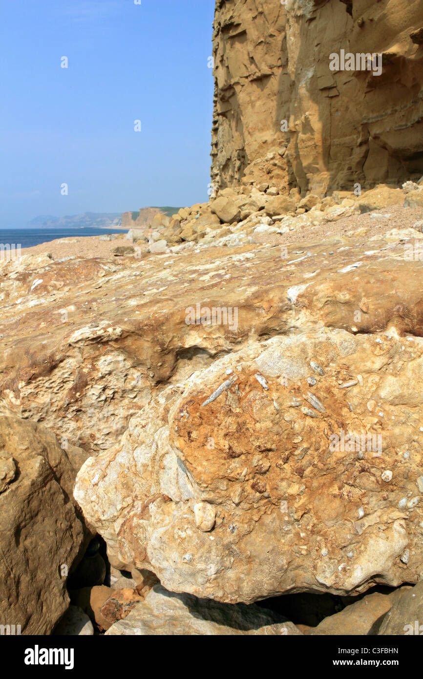 Fossil shingle beach hi-res stock photography and images - Alamy