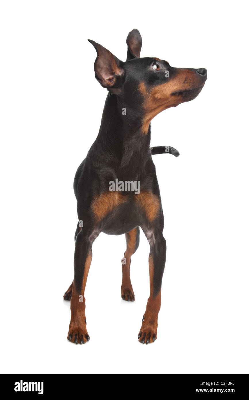 Miniature Pinscher in front of a white background Stock Photo - Alamy