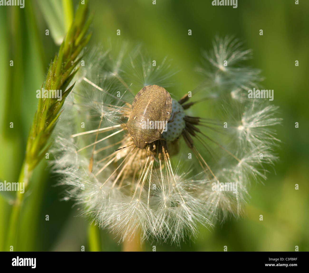 Turtle bugs hi-res stock photography and images - Alamy