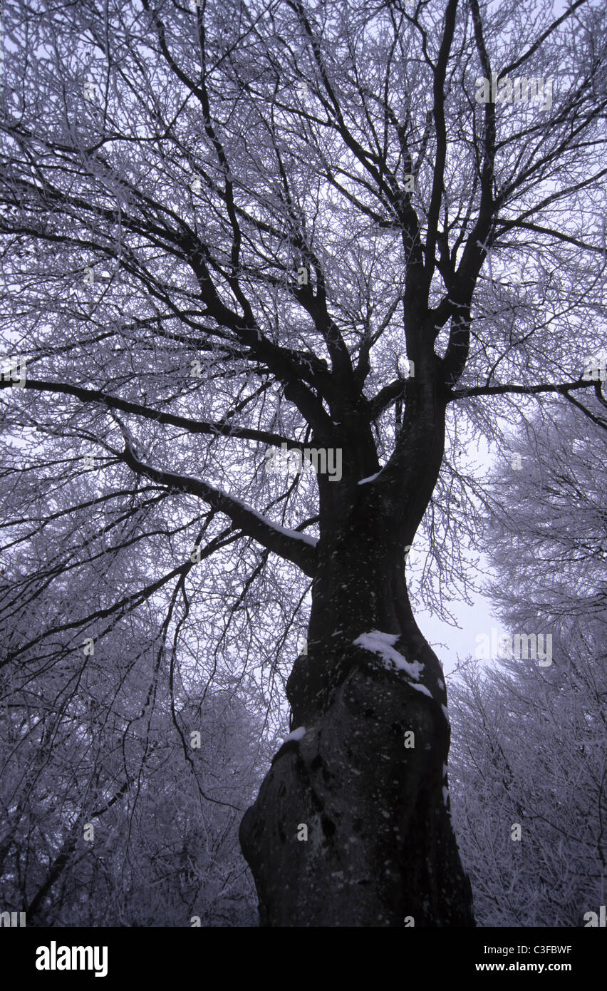 Beech tree in the winter Stock Photo - Alamy