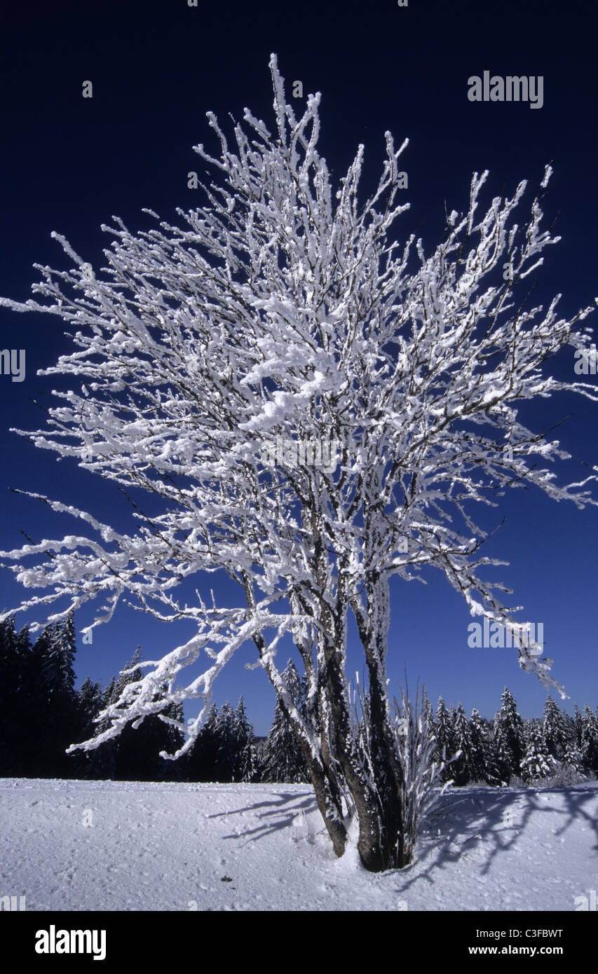 Black Forest winter tree Stock Photo - Alamy