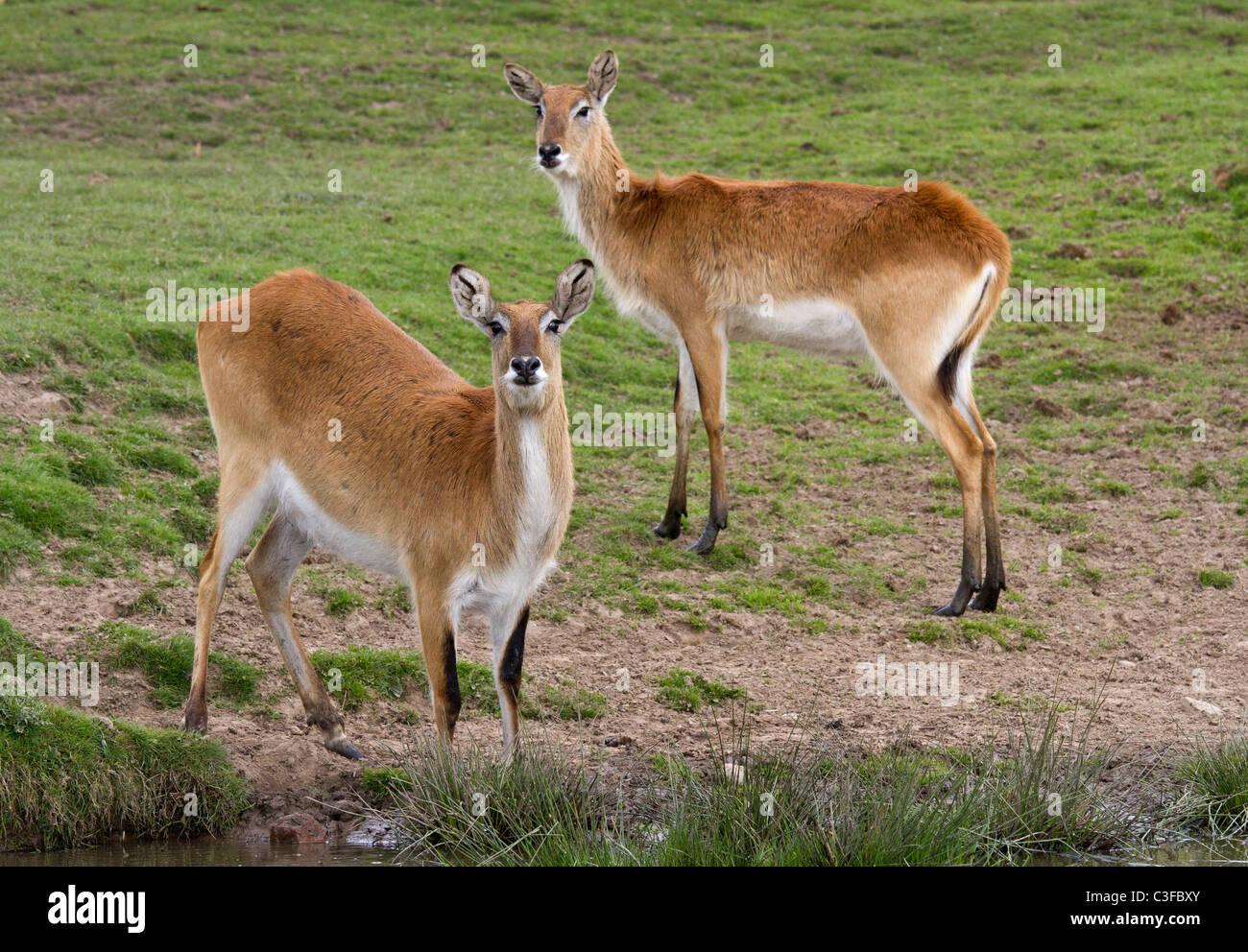 Female lechwe hi-res stock photography and images - Alamy