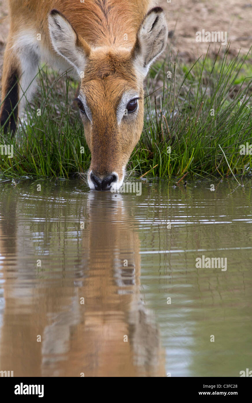 Lechwe antelope hi-res stock photography and images - Alamy