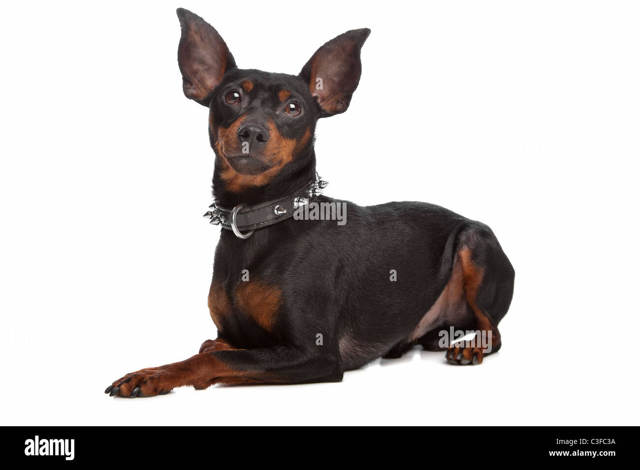 Miniature Pinscher in front of a white background Stock Photo - Alamy