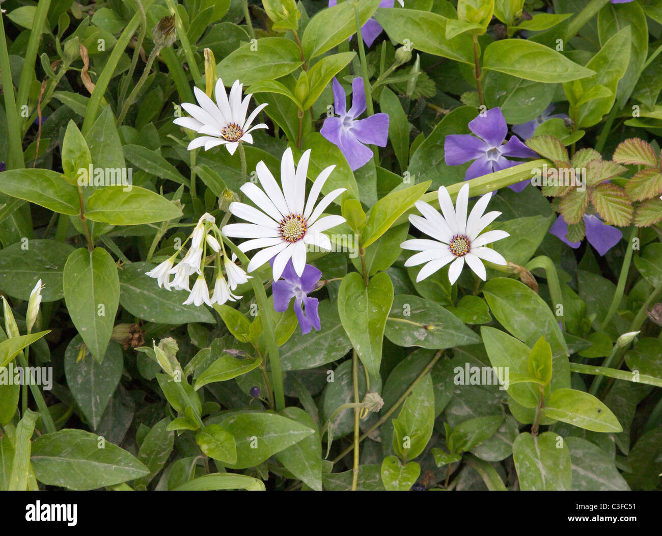 Periwinkle flower hi-res stock photography and images - Alamy