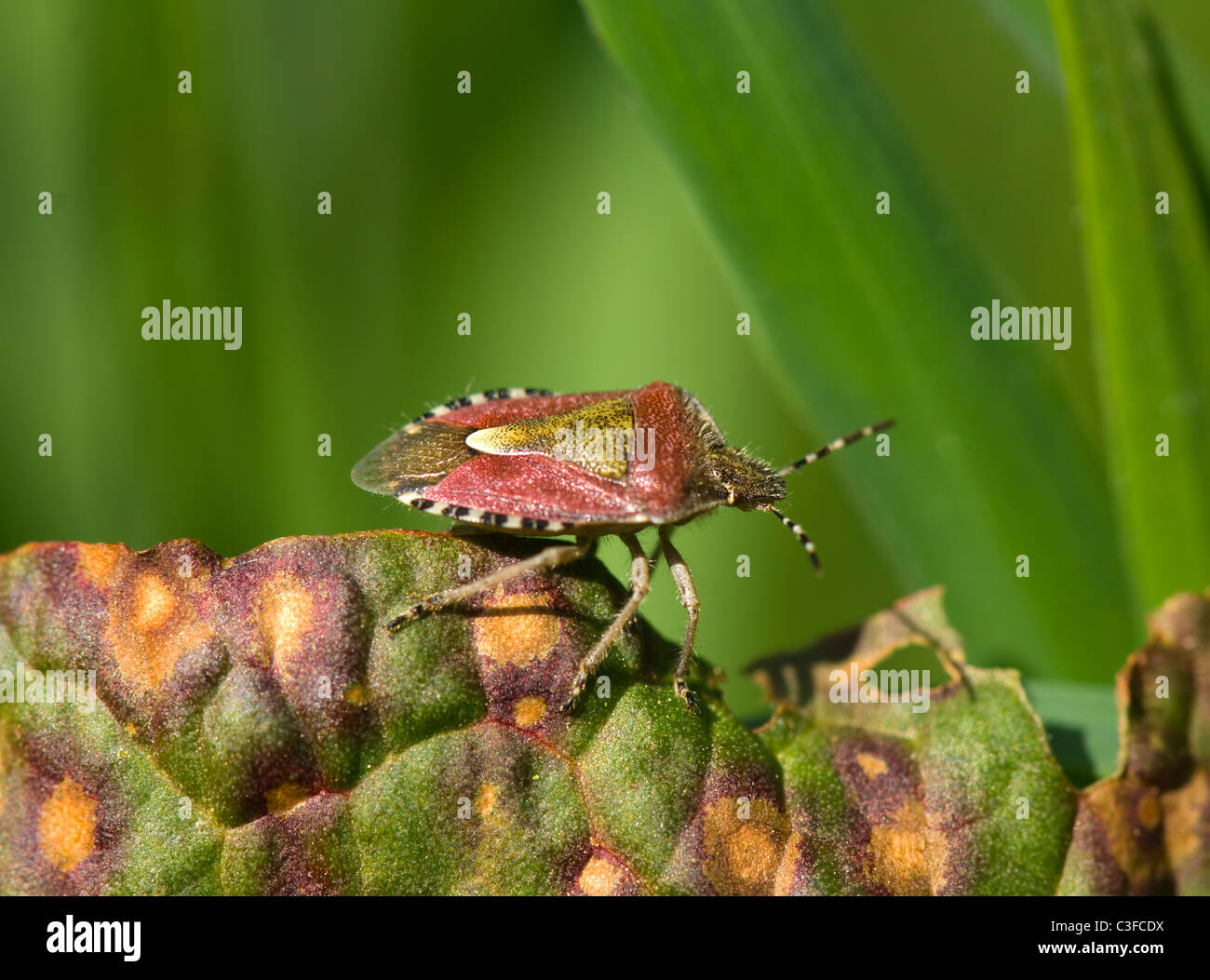 Sloe bug hi-res stock photography and images - Alamy