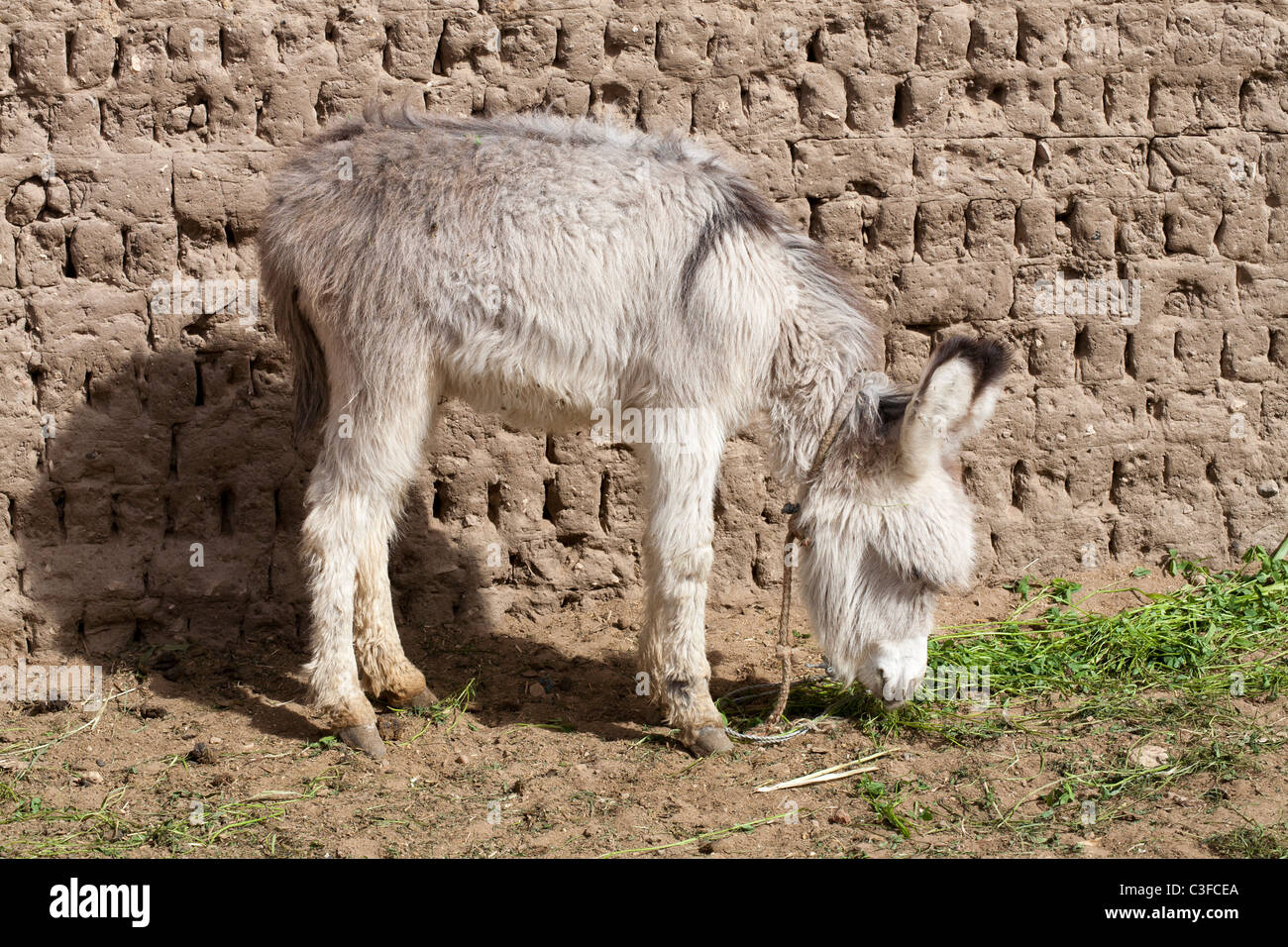 A young donkey tied by a mud brick wall in Luxor Egypt Stock Photo - Alamy