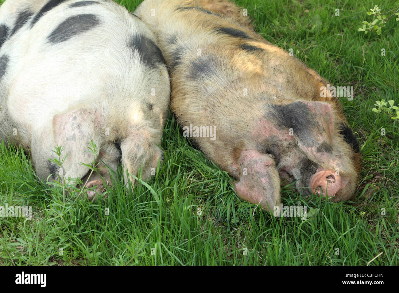 Old pigs hi-res stock photography and images - Alamy